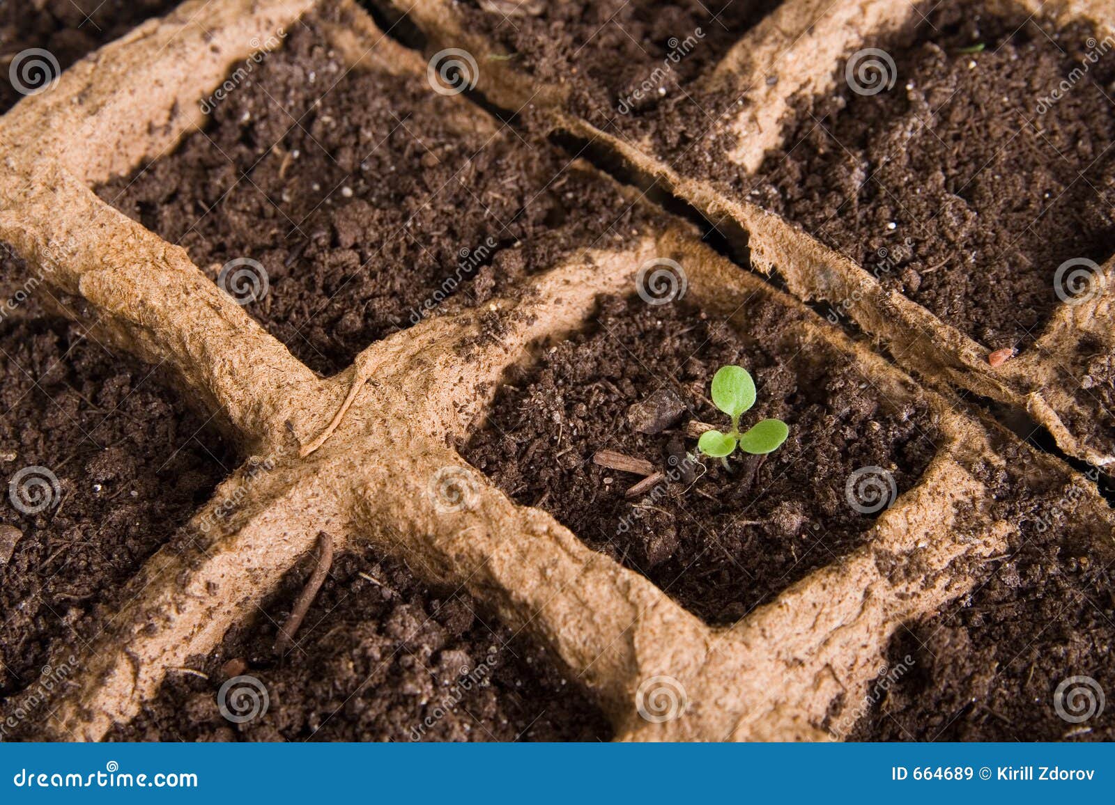 Sprout 2 stock image. Image of grunge, plant, garden, survival - 664689