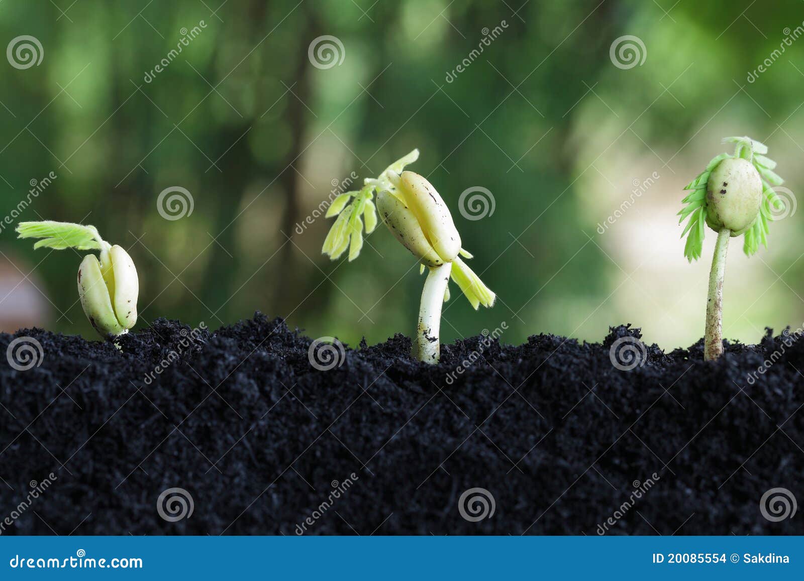 Sprout stock photo. Image of opening, seed, life, grow - 20085554