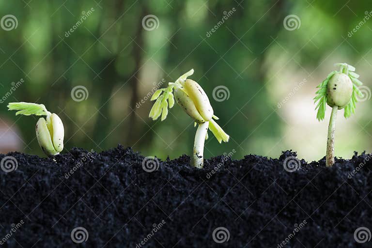 Sprout stock photo. Image of opening, seed, life, grow - 20085554