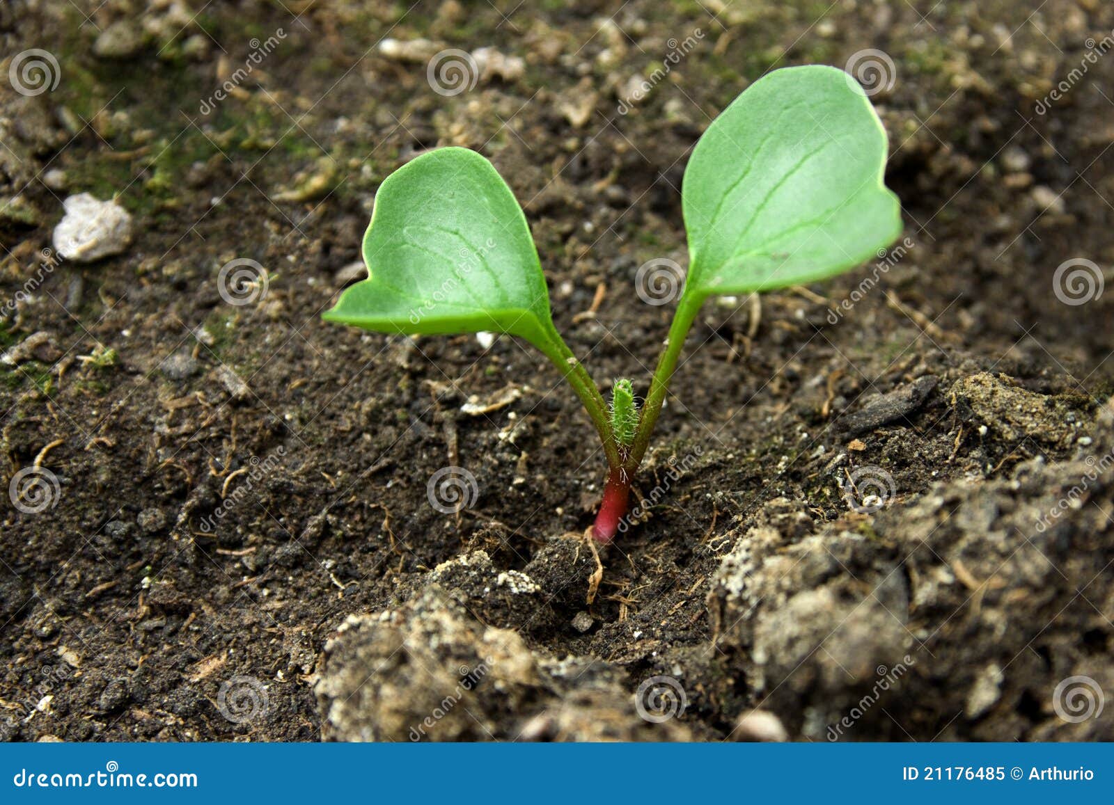 Sprout stock image. Image of ground, bright, flora, macro - 21176485