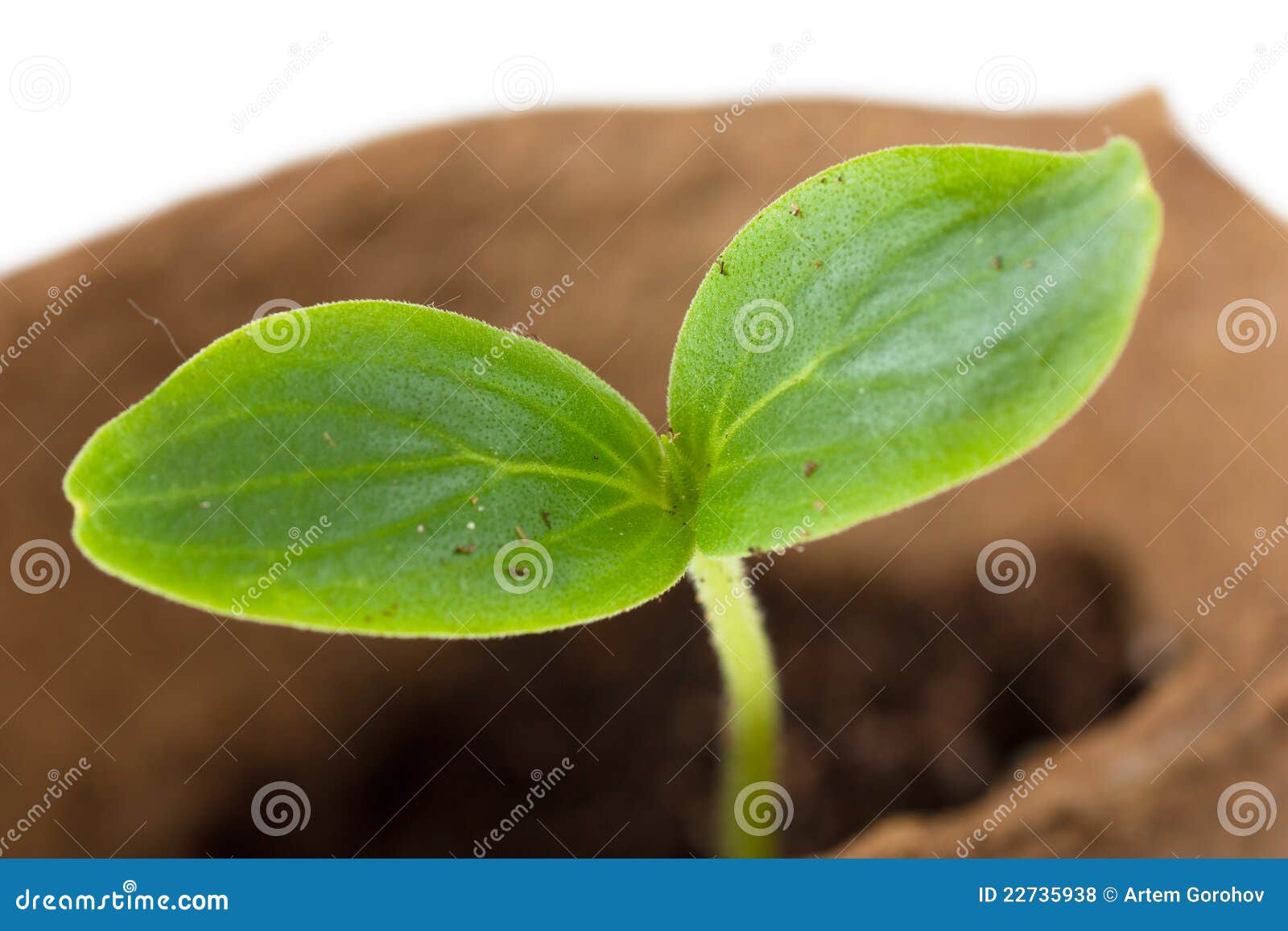 Sprout stock photo. Image of forest, background, life - 22735938
