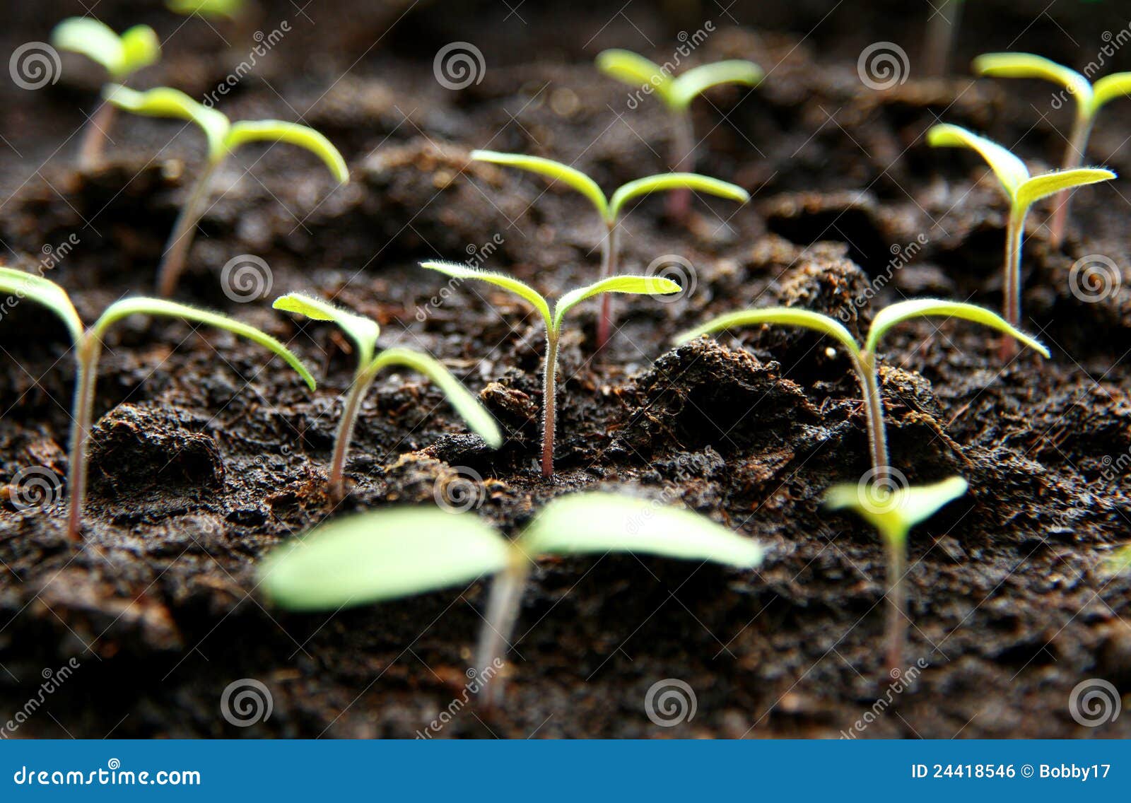Sprout stock photo. Image of seeds, seed, plant, harvest - 24418546