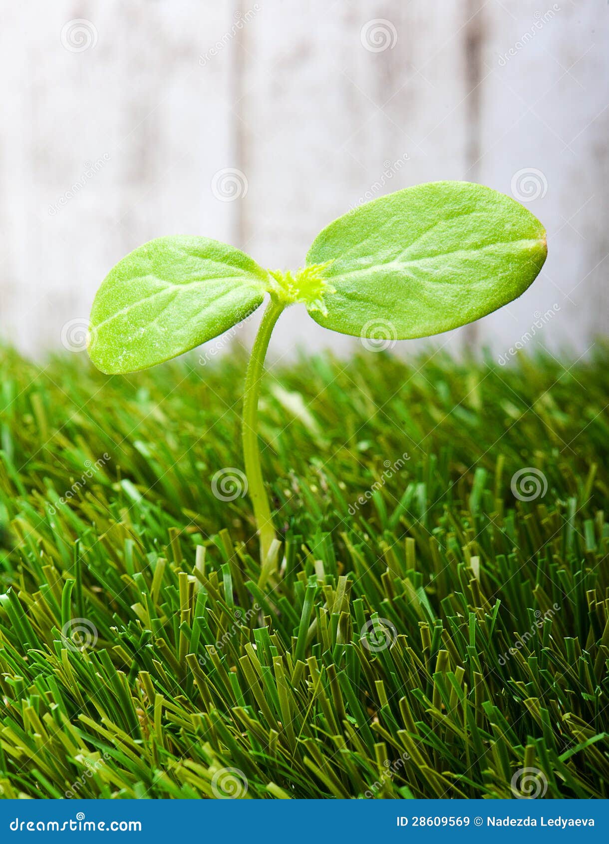 Sprout stock image. Image of nature, plant, cultivated - 28609569