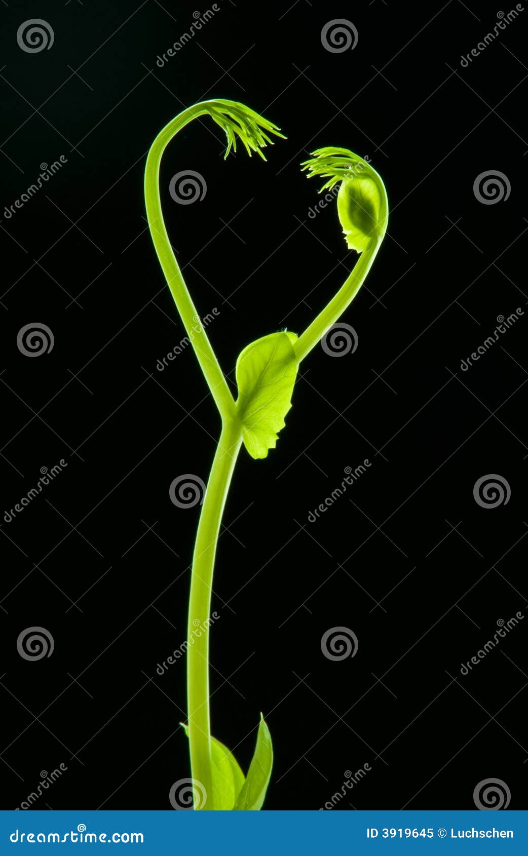 Sprout stock image. Image of birth, explode, nature, agriculture - 3919645