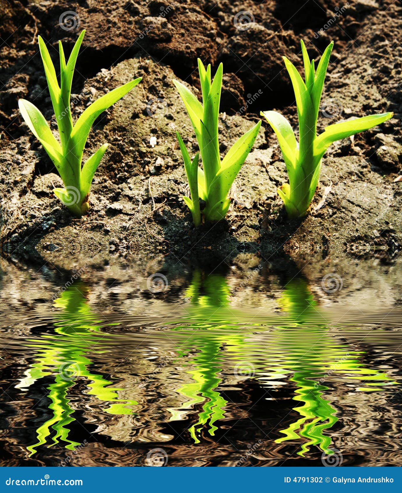 Sprout stock photo. Image of garden, flora, conservation - 4791302