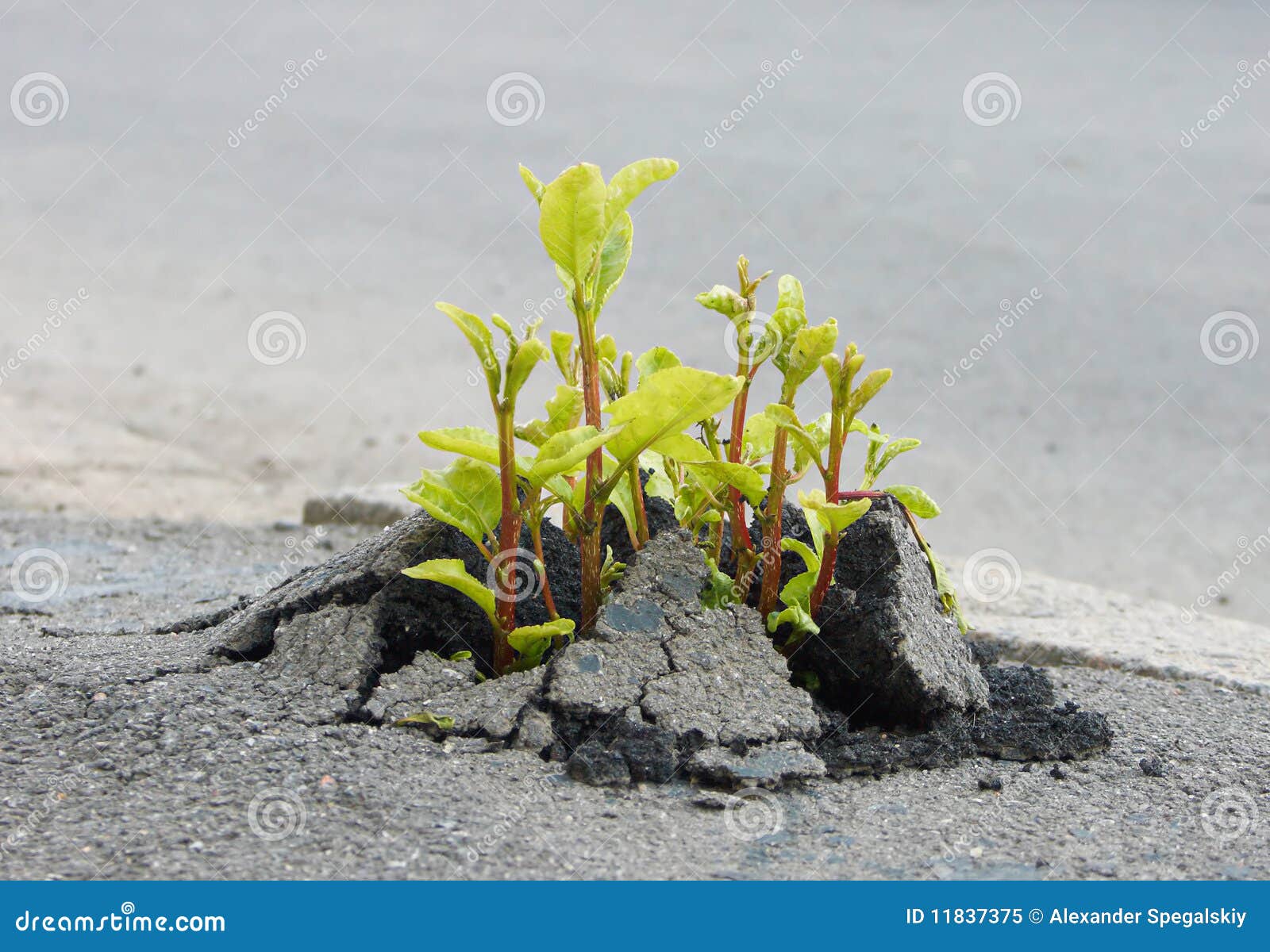 Sprout through asphalt stock image. Image of life, force - 11837375