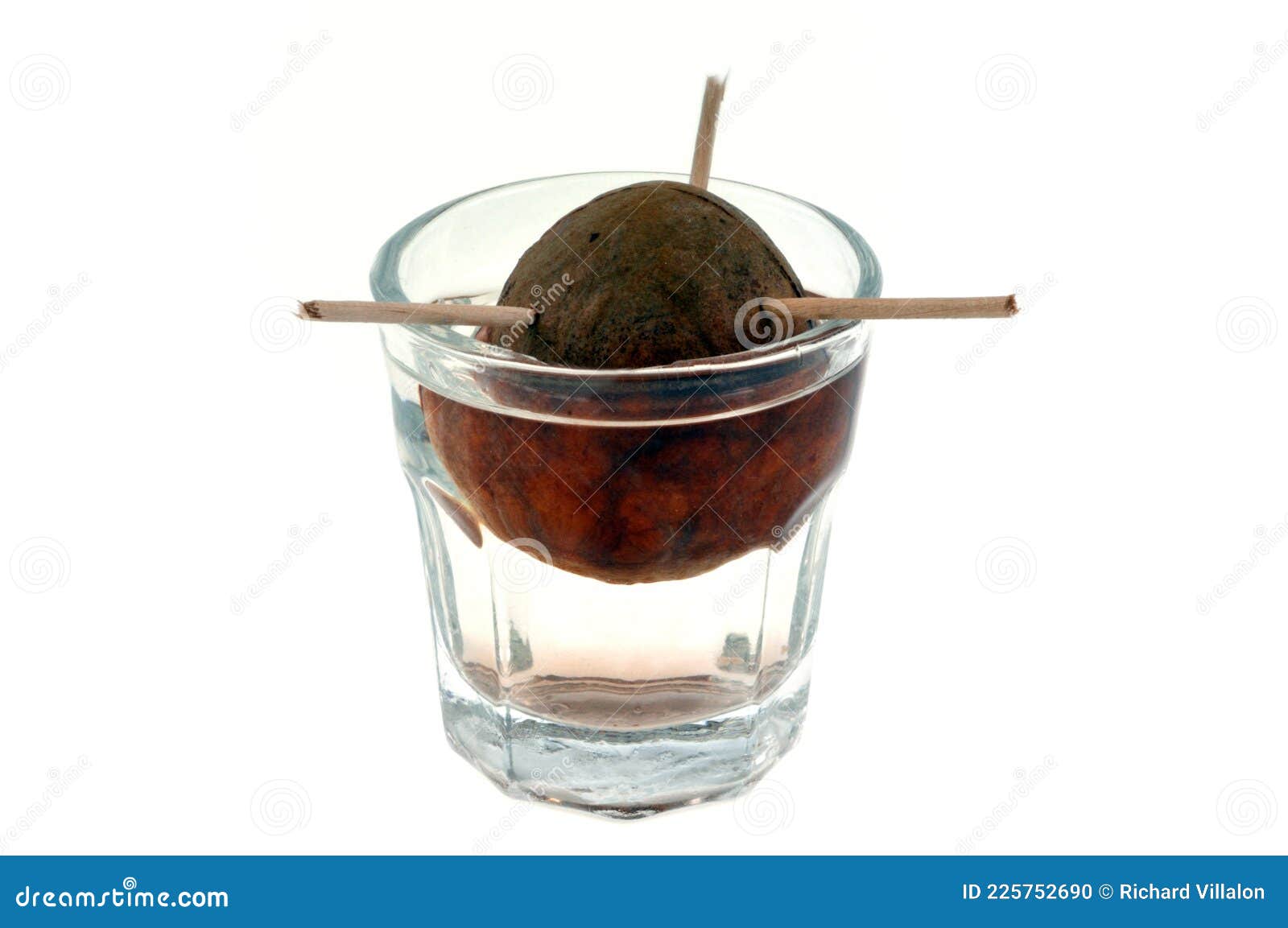 Sprout an Avocado Kernel in a Glass of Water Close-up on a White ...