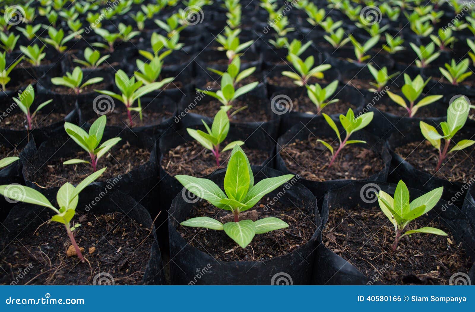 Sprout stock photo. Image of background, sprout, plant - 40580166