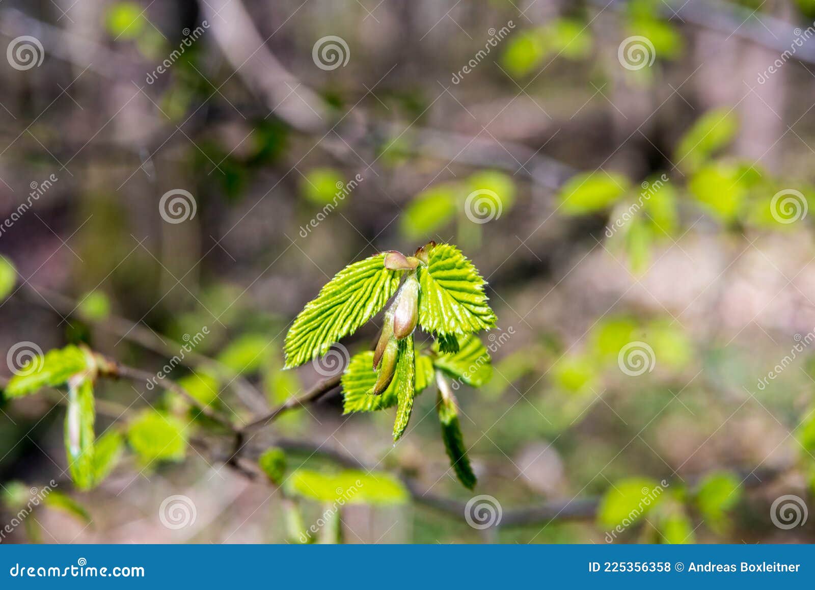 Sprout of Beech Growing in Forest Stock Photo - Image of ground ...