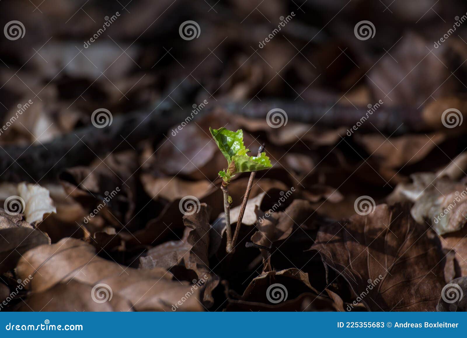 Sprout of Beech Growing from Rotten Leafes Stock Image - Image of ...