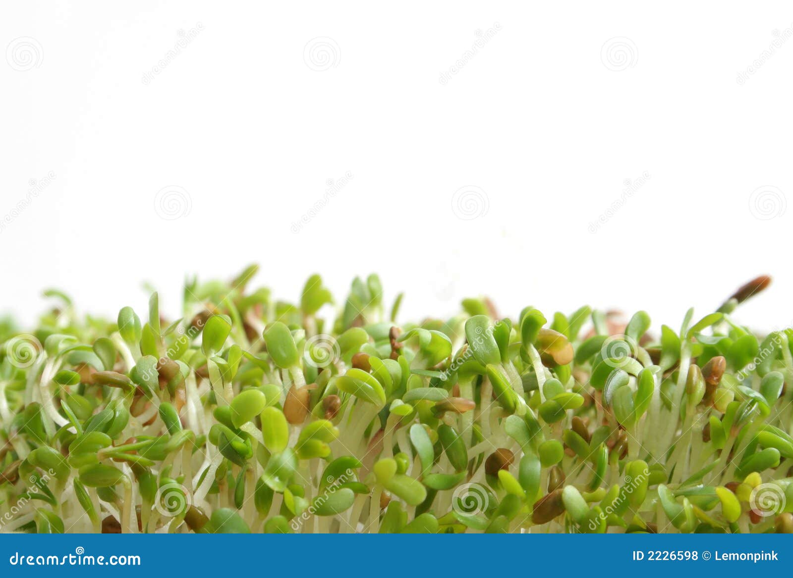 Sprout border stock photo. Image of alpha, petal, botanic - 2226598