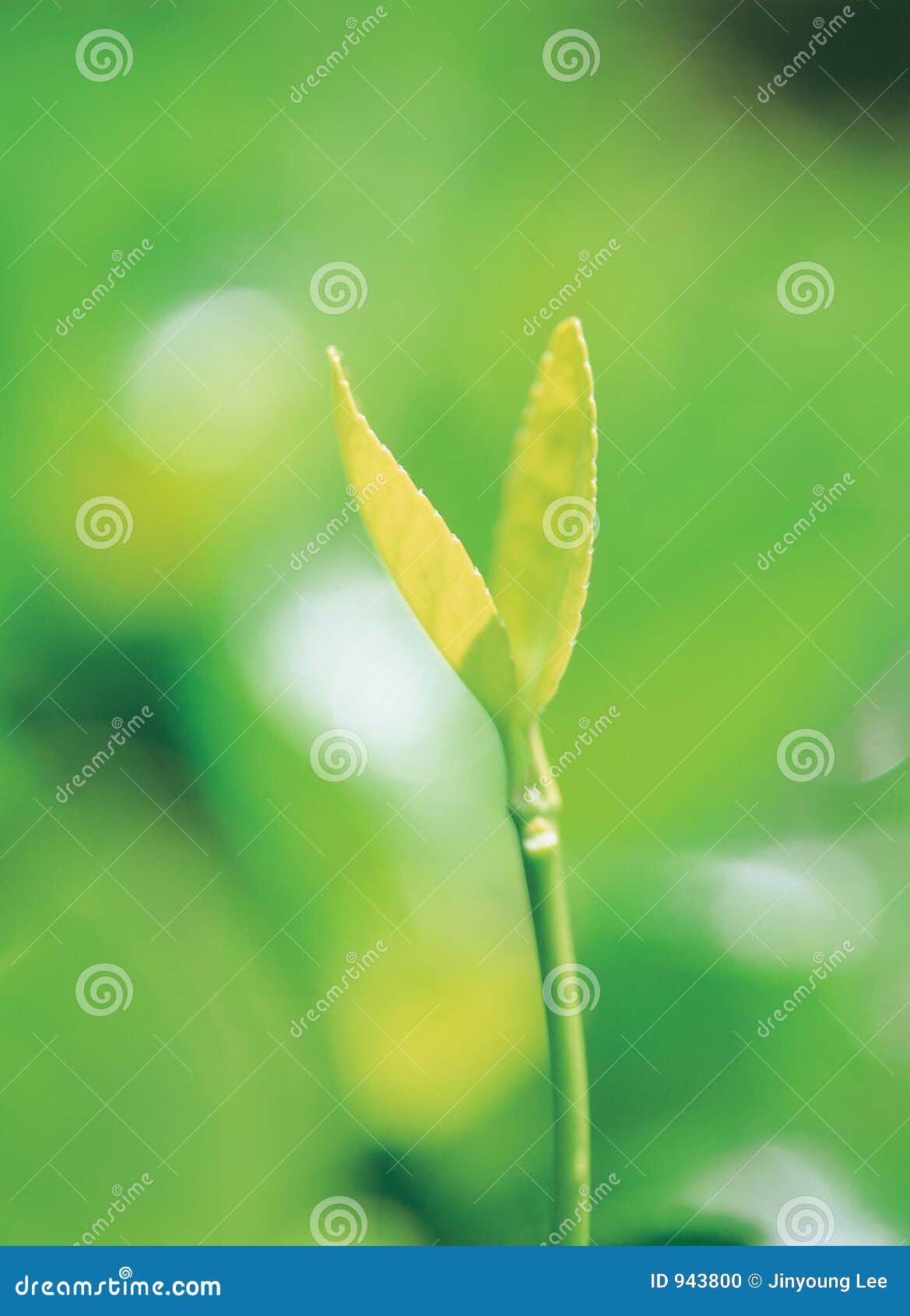 Sprout and Branch stock photo. Image of outdoors, sprout - 943800