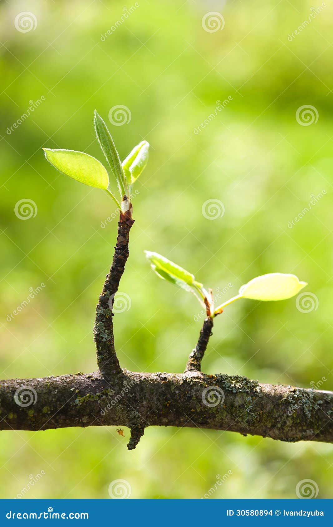 Sprout branch stock photo. Image of detail, floral, growing - 30580894