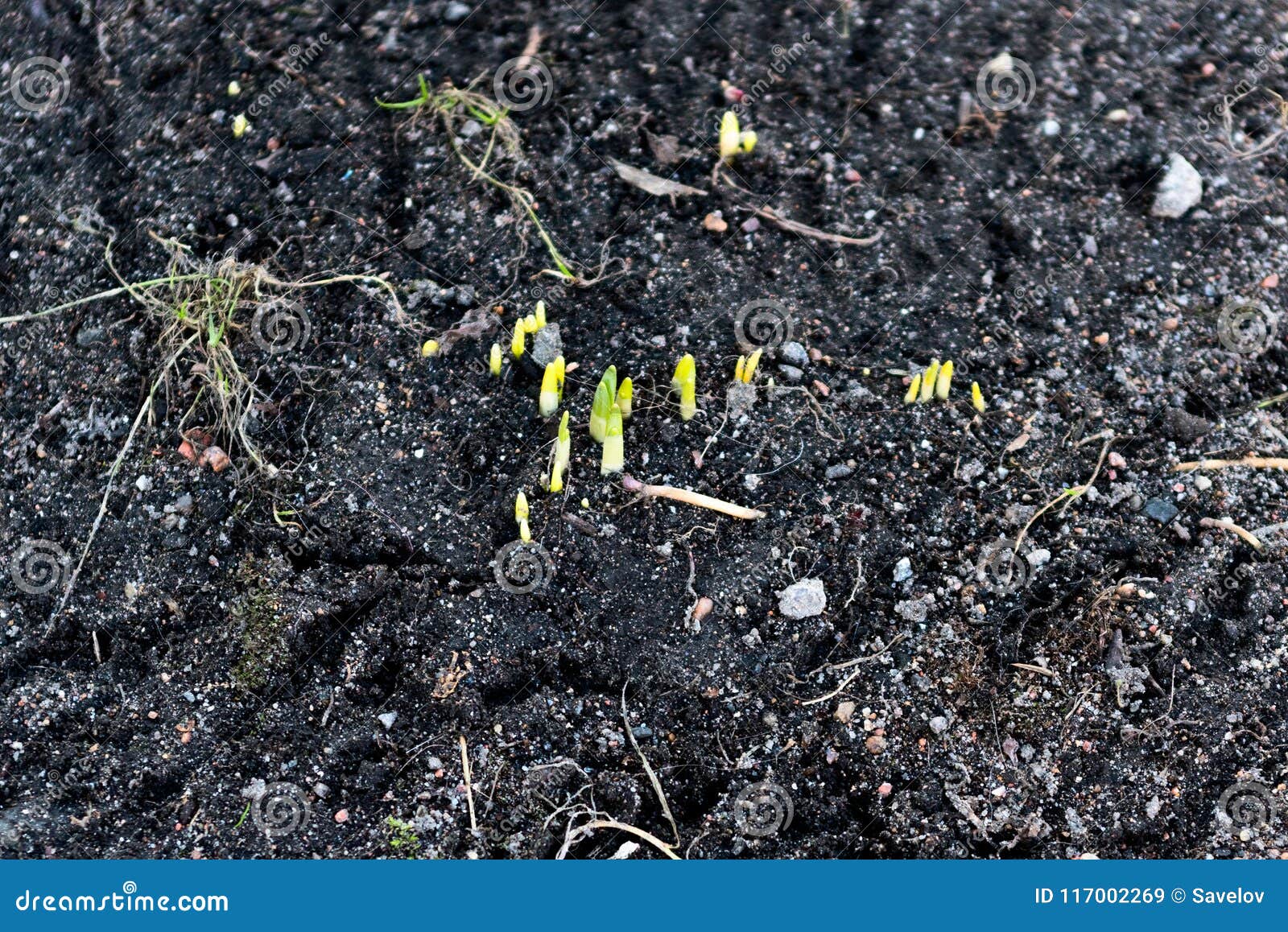 Sprout Break through the Ground Stock Image - Image of spring, grow ...