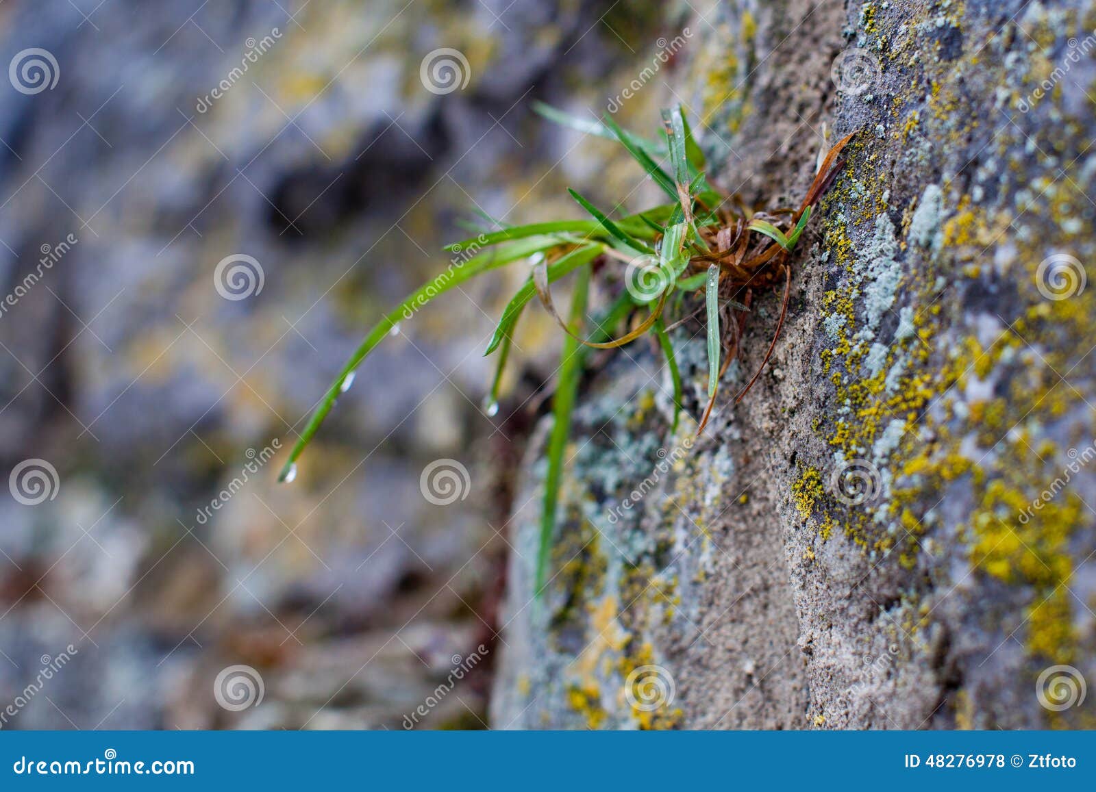 Sprout Breaks through the Stone Stock Photo - Image of plant, fresh ...