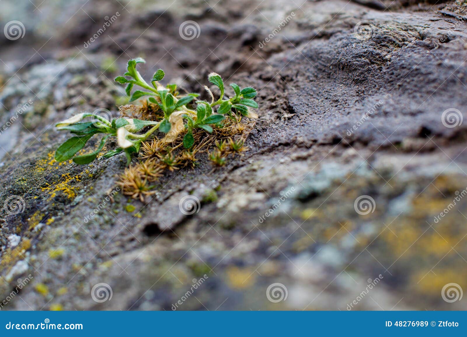 Sprout Breaks through the Stone Stock Image - Image of ecology, season ...