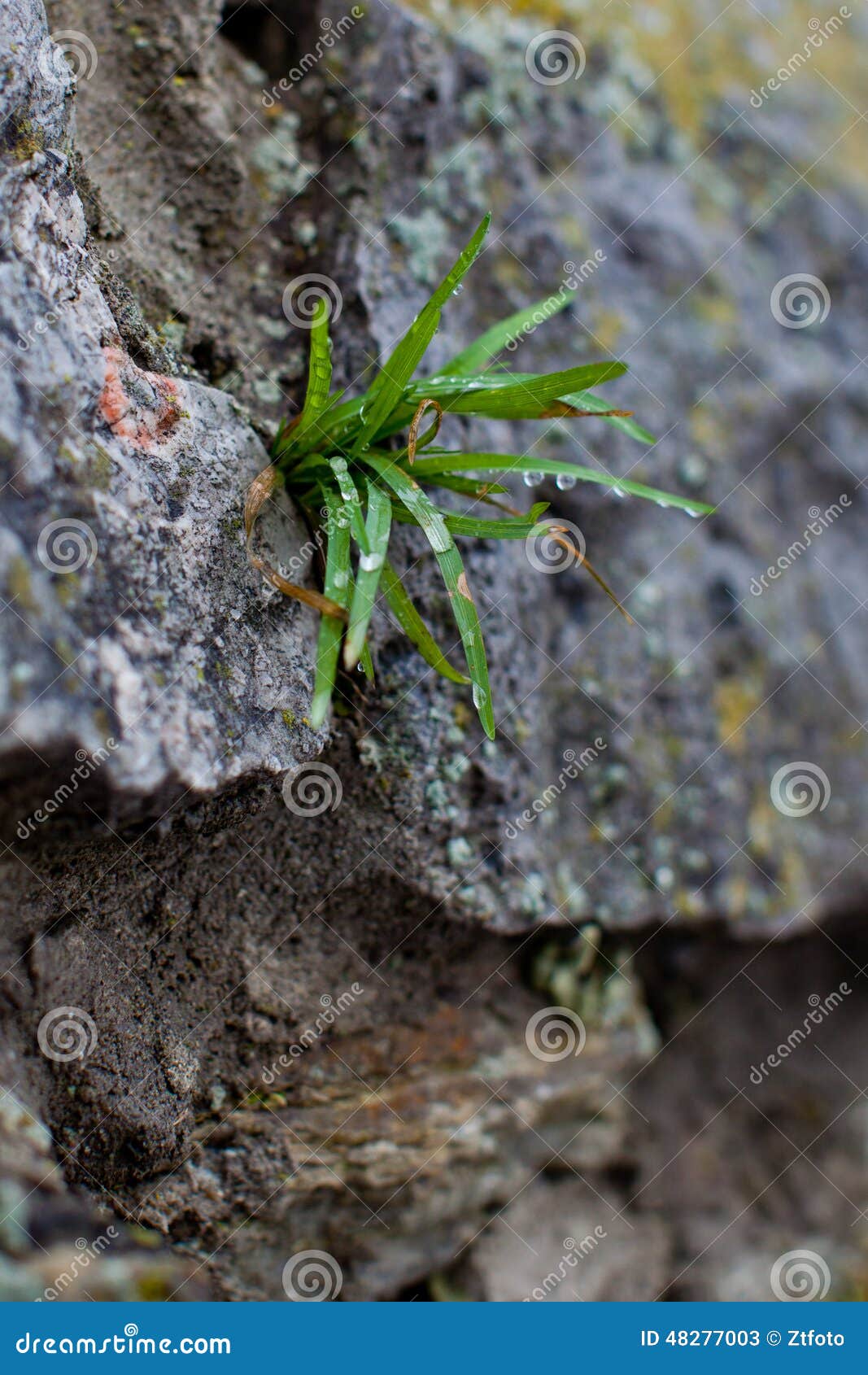 Sprout Breaks through the Stone Stock Image - Image of sprout, fresh ...