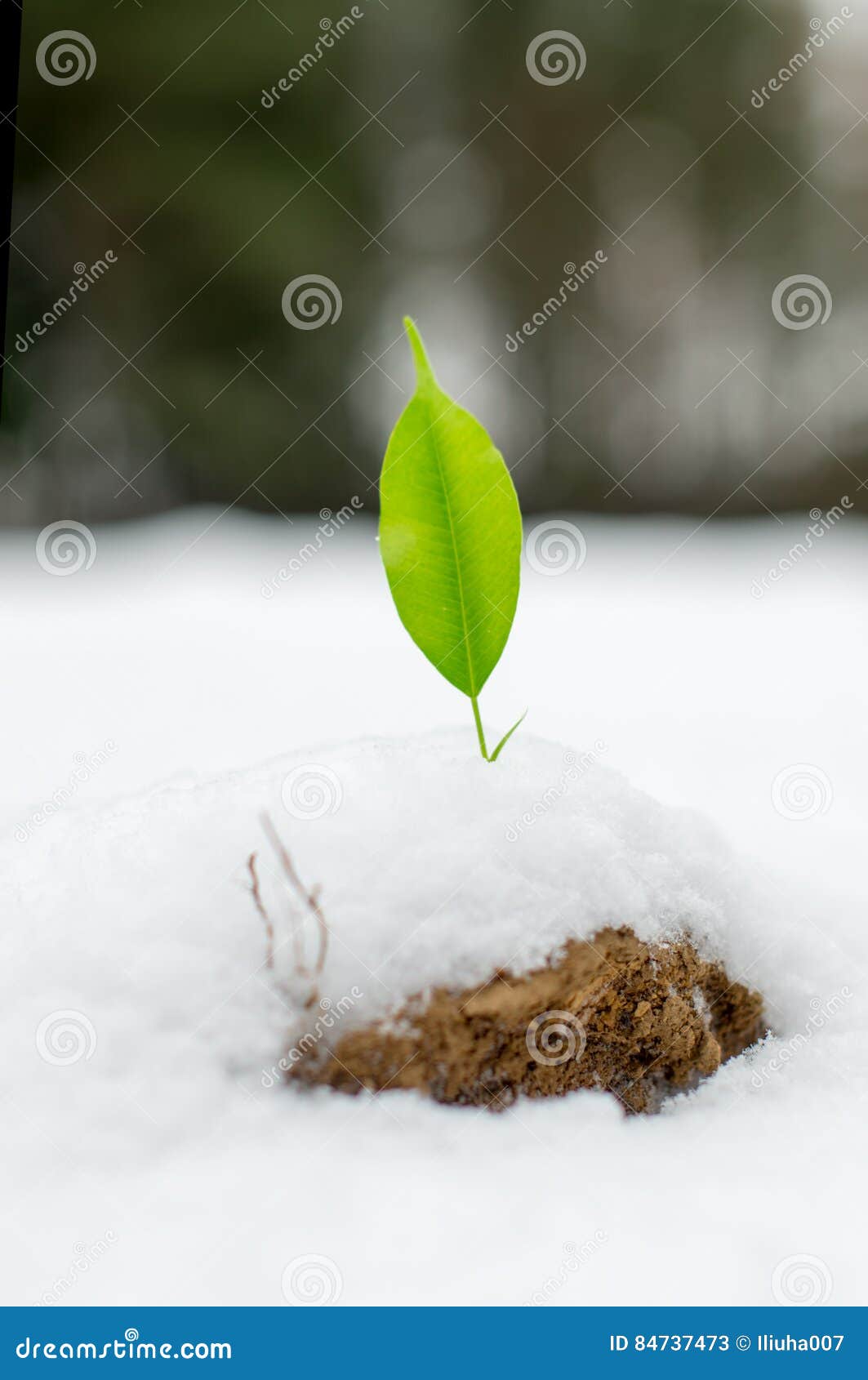 The Sprout Breaks through the Winter Snow Stock Image - Image of close ...