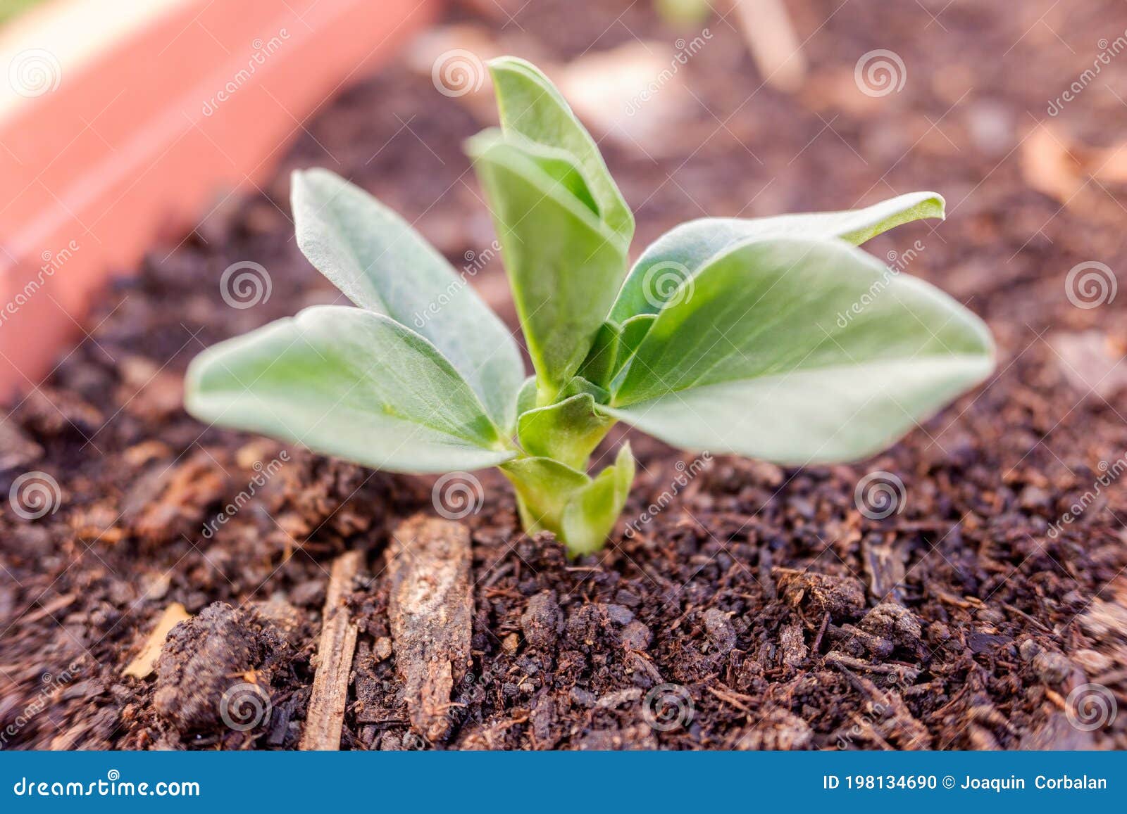 Sprout of a Broad Bean Plant -Vicia Faba Stock Photo - Image of green ...