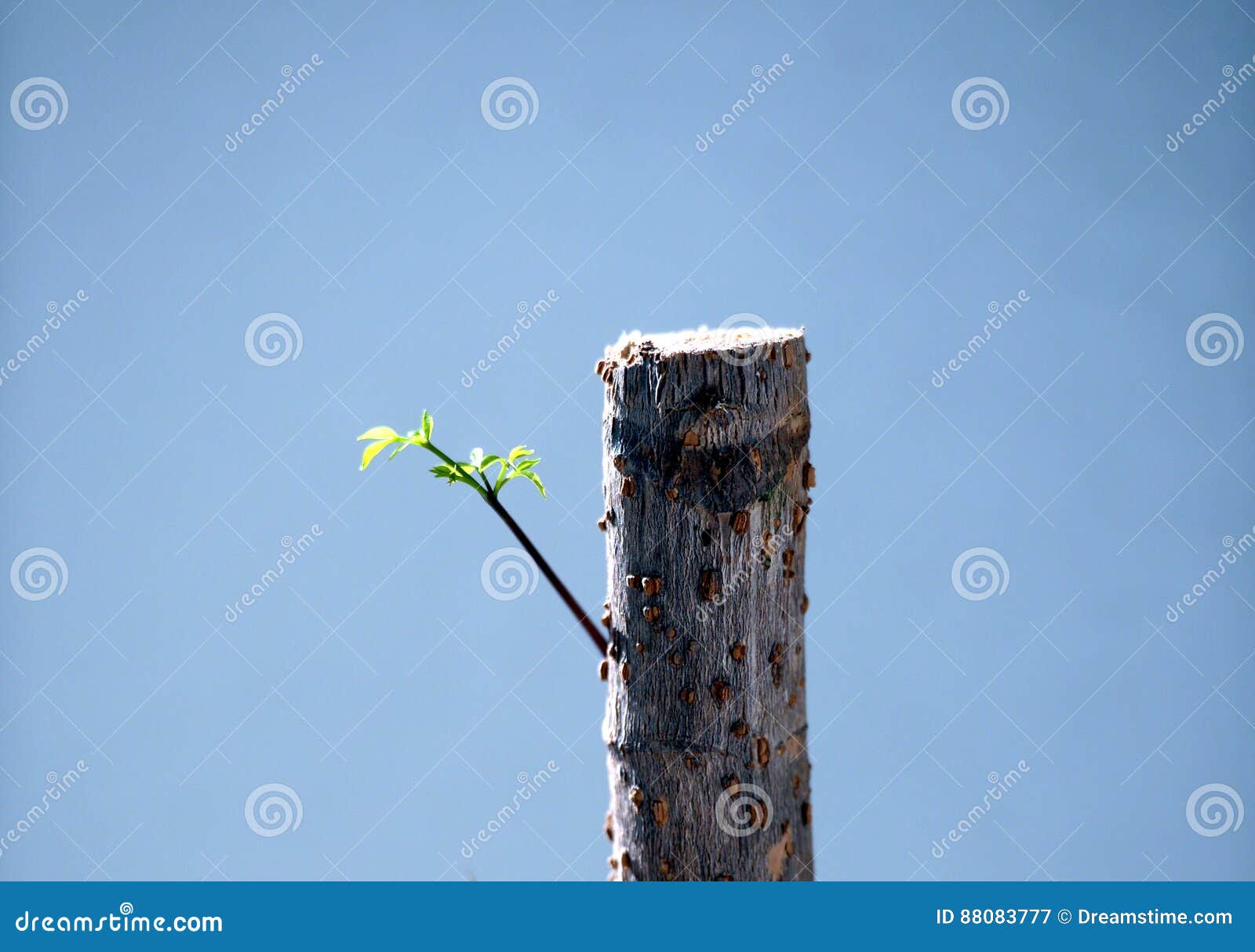 Sprout Buds from Dead Trees Stock Image - Image of ground, land: 88083777