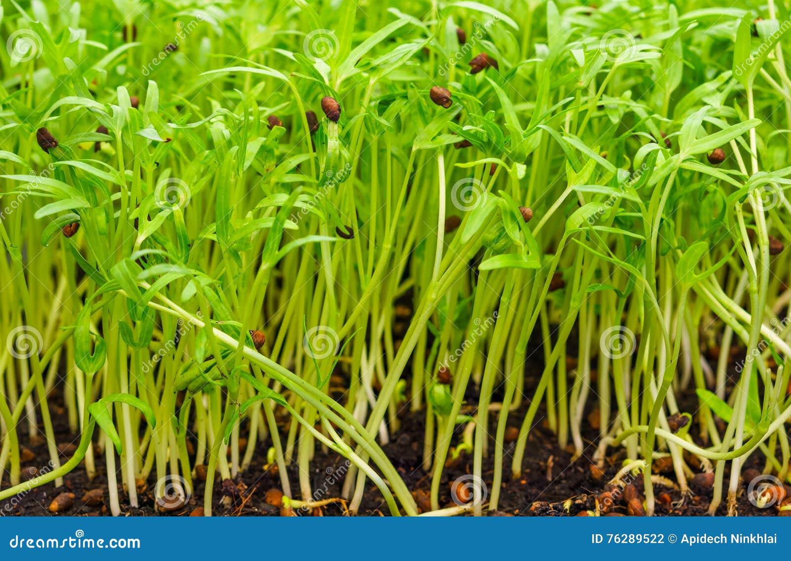 Sprout of Chinese Convolvulus Plant Stock Photo - Image of bindweed ...