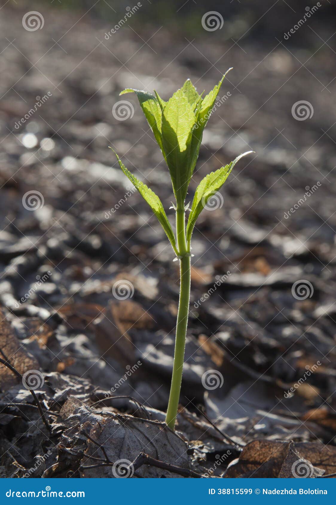 Sprout stock image. Image of flora, foliage, floral, freshness - 38815599