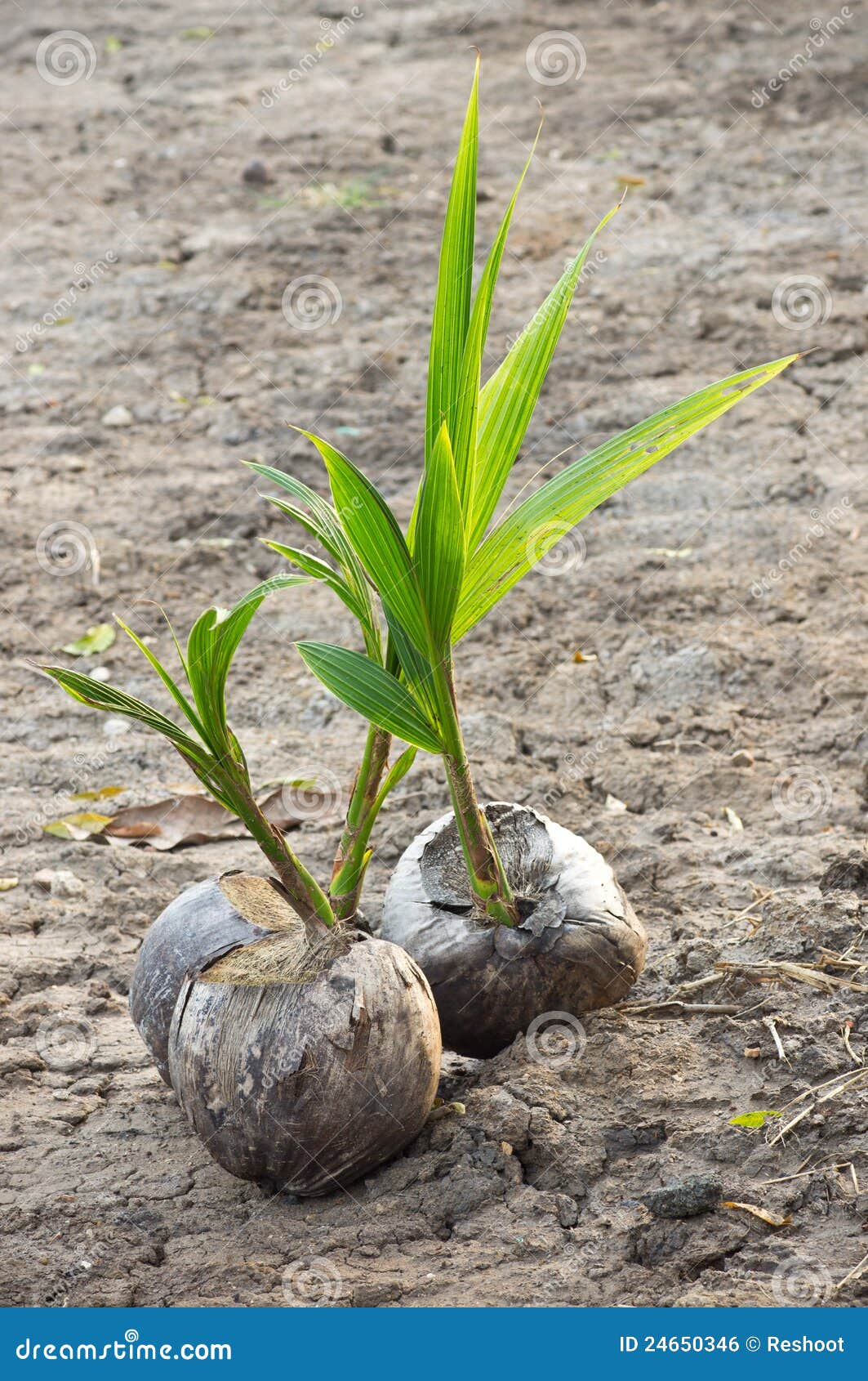 Sprout of coconut stock photo. Image of fruit, growth - 24650346