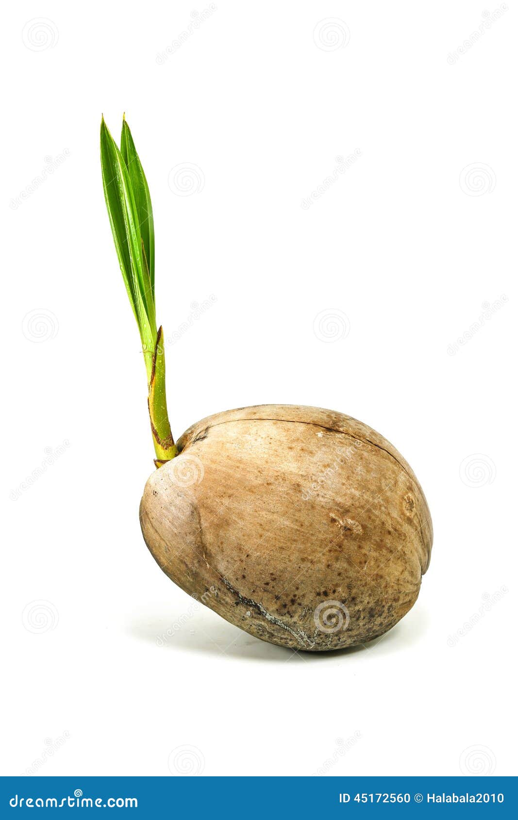 Sprout Of Coconut Tree Royalty-Free Stock Photography | CartoonDealer ...