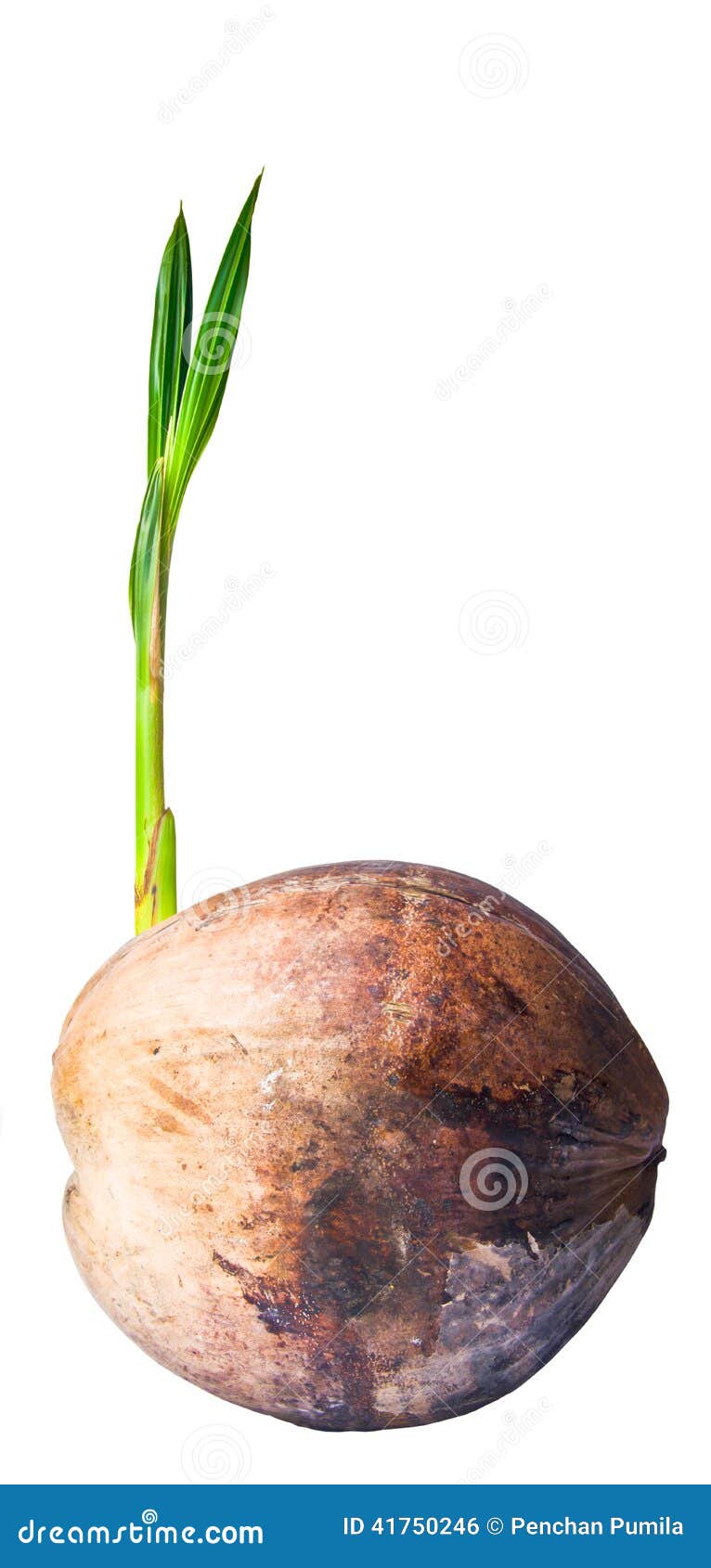 Sprout Coconut Tree Royalty-Free Stock Photo | CartoonDealer.com #84894447
