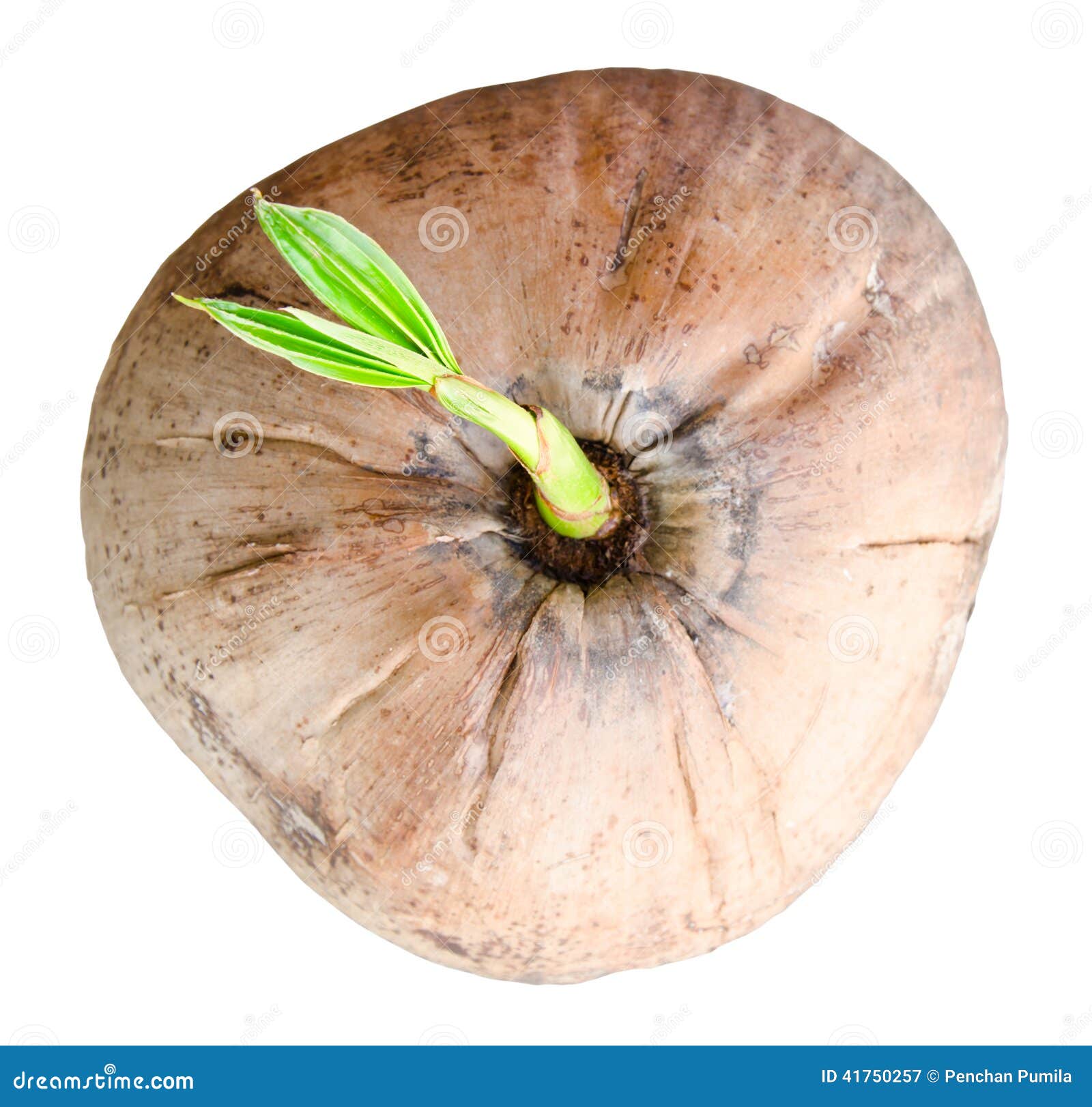 Sprout Coconut Tree Royalty-Free Stock Photo | CartoonDealer.com #84894447