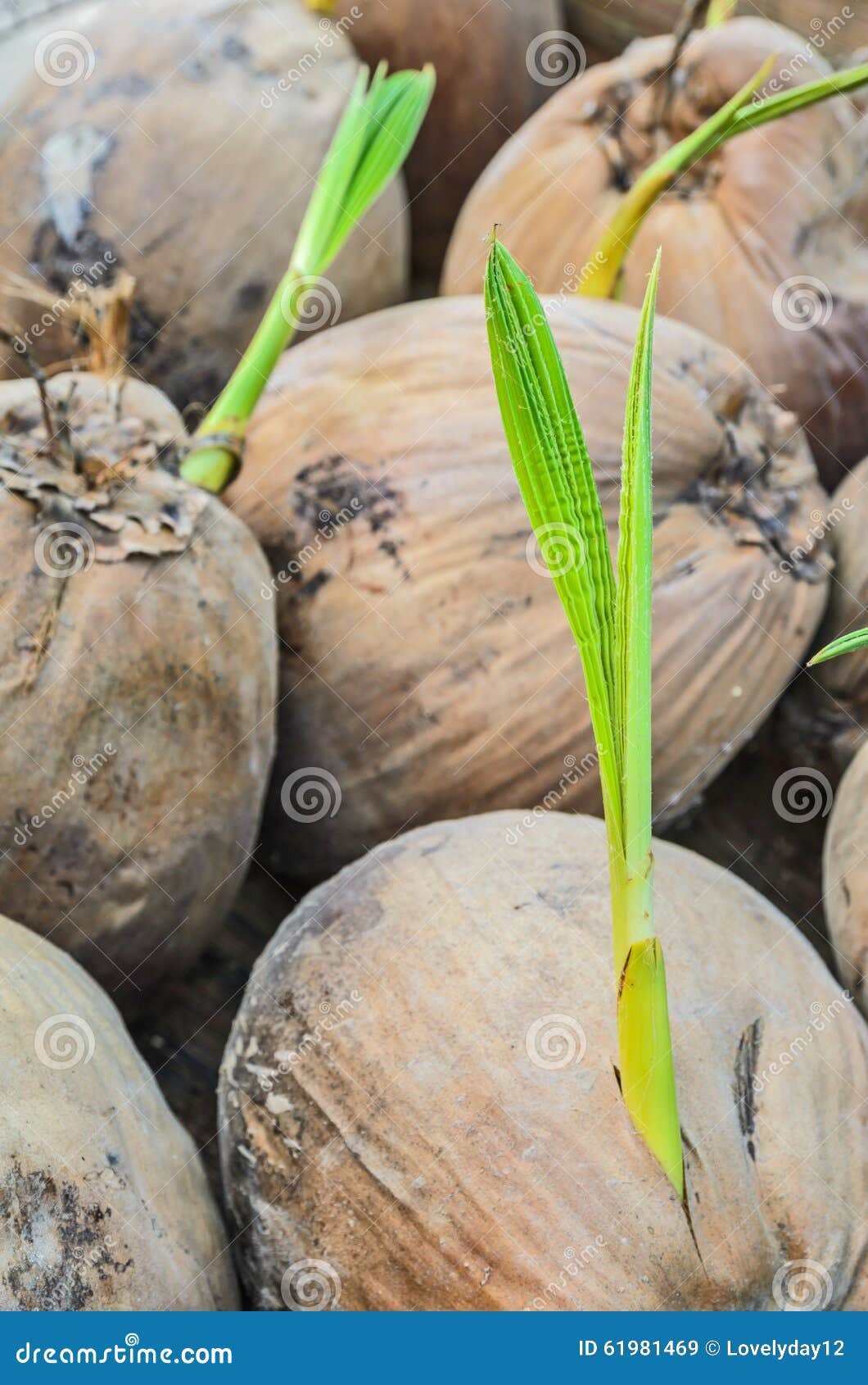 Sprout of coconut stock image. Image of palm, leaf, sand - 61981469