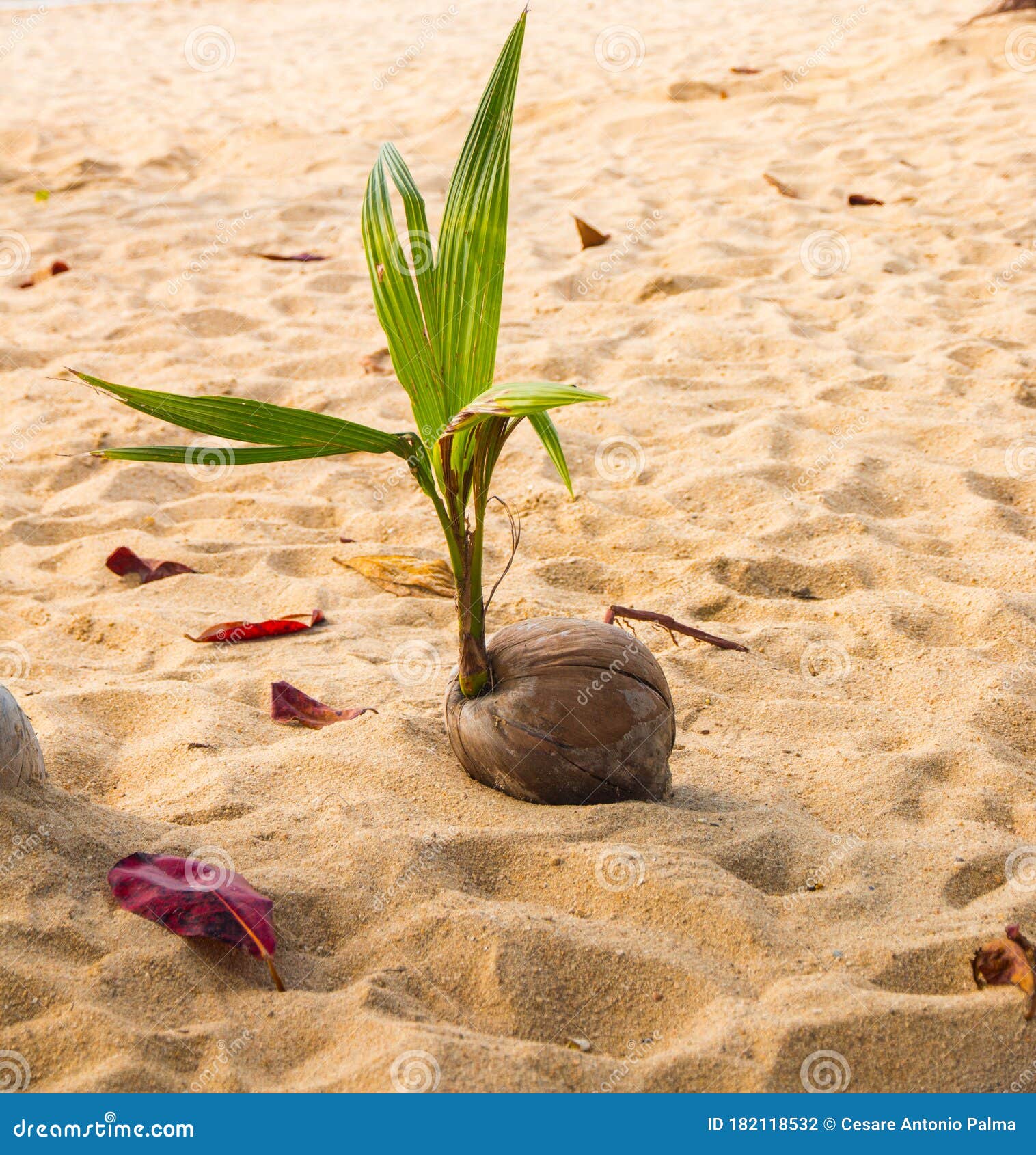 Sprout of coconut tree stock photo. Image of nursery - 182118532