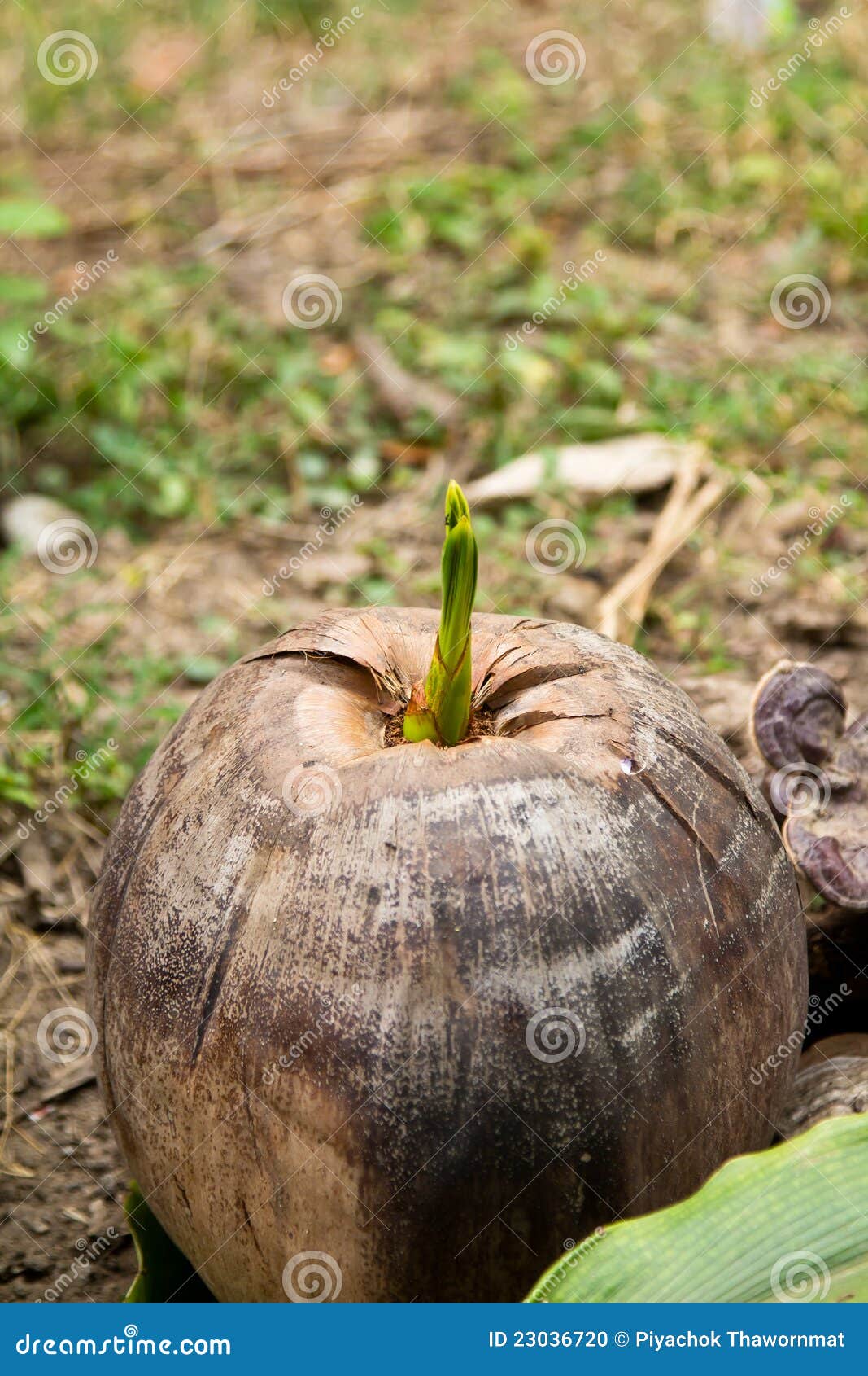 Sprout of coconut tree stock photo. Image of plant, tropical - 23036720