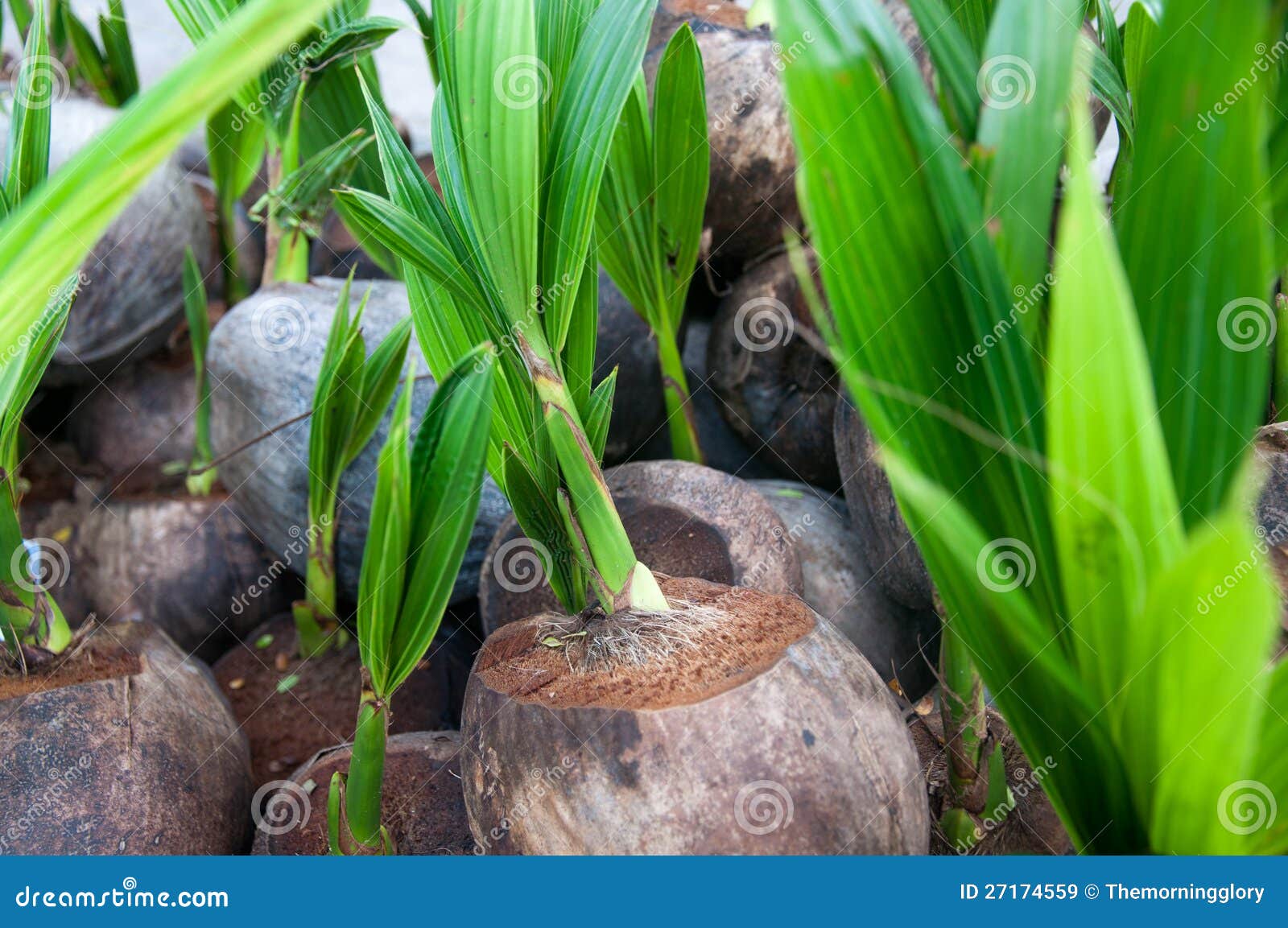 Sprout of coconut tree stock image. Image of driftwood - 27174559