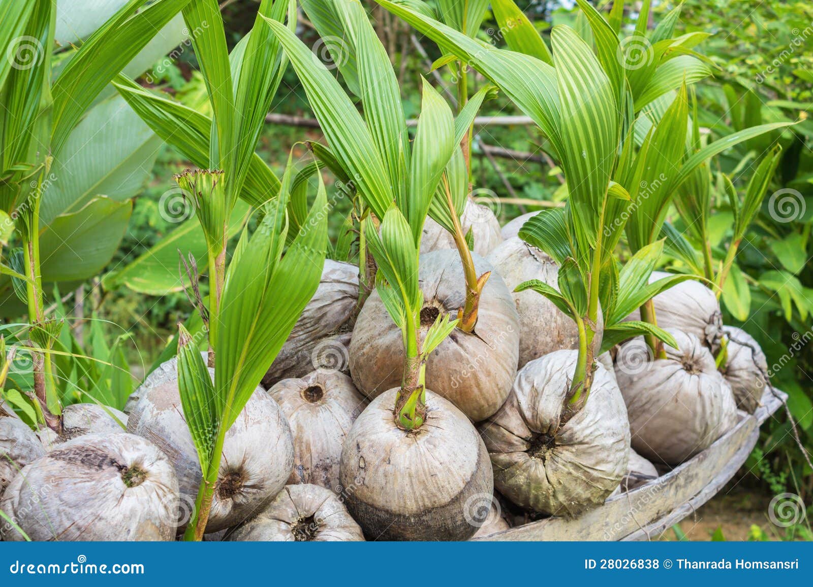 Sprout of coconut tree stock photo. Image of background - 28026838