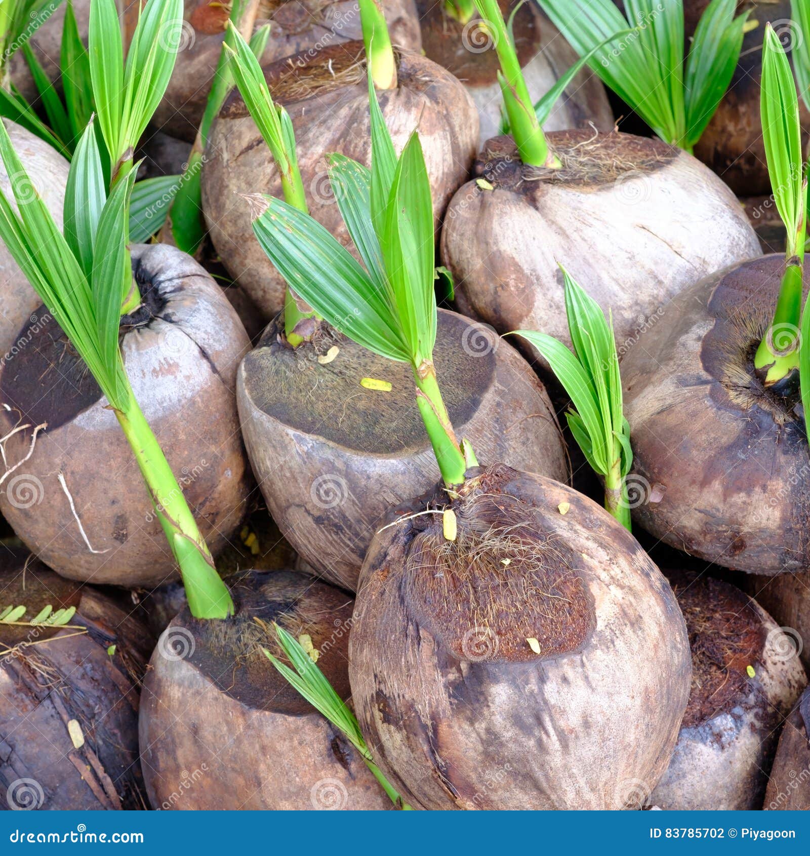 Sprout of coconut tree stock photo. Image of nursery - 83785702