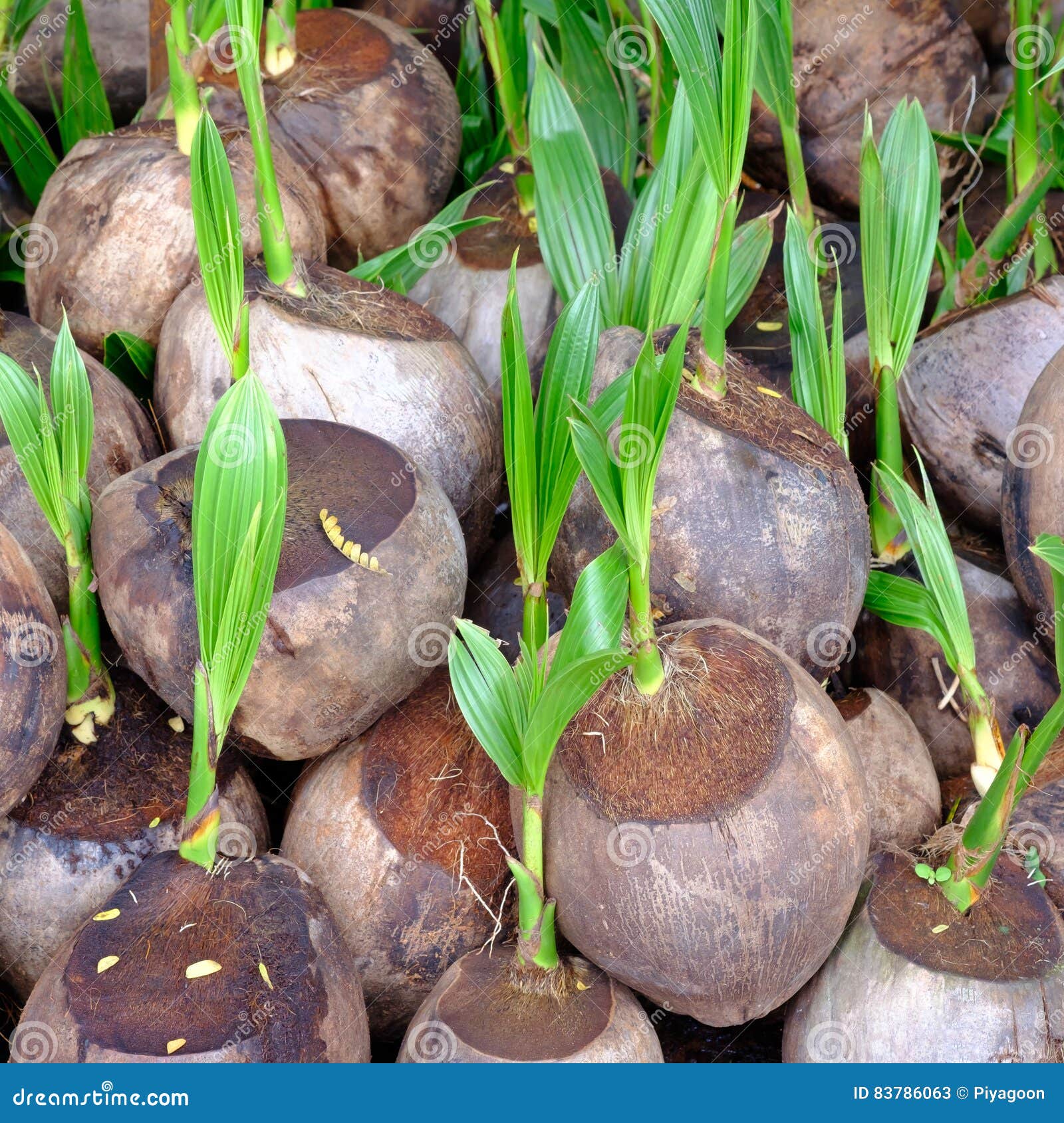 Sprout of coconut tree stock image. Image of beginning - 83786063