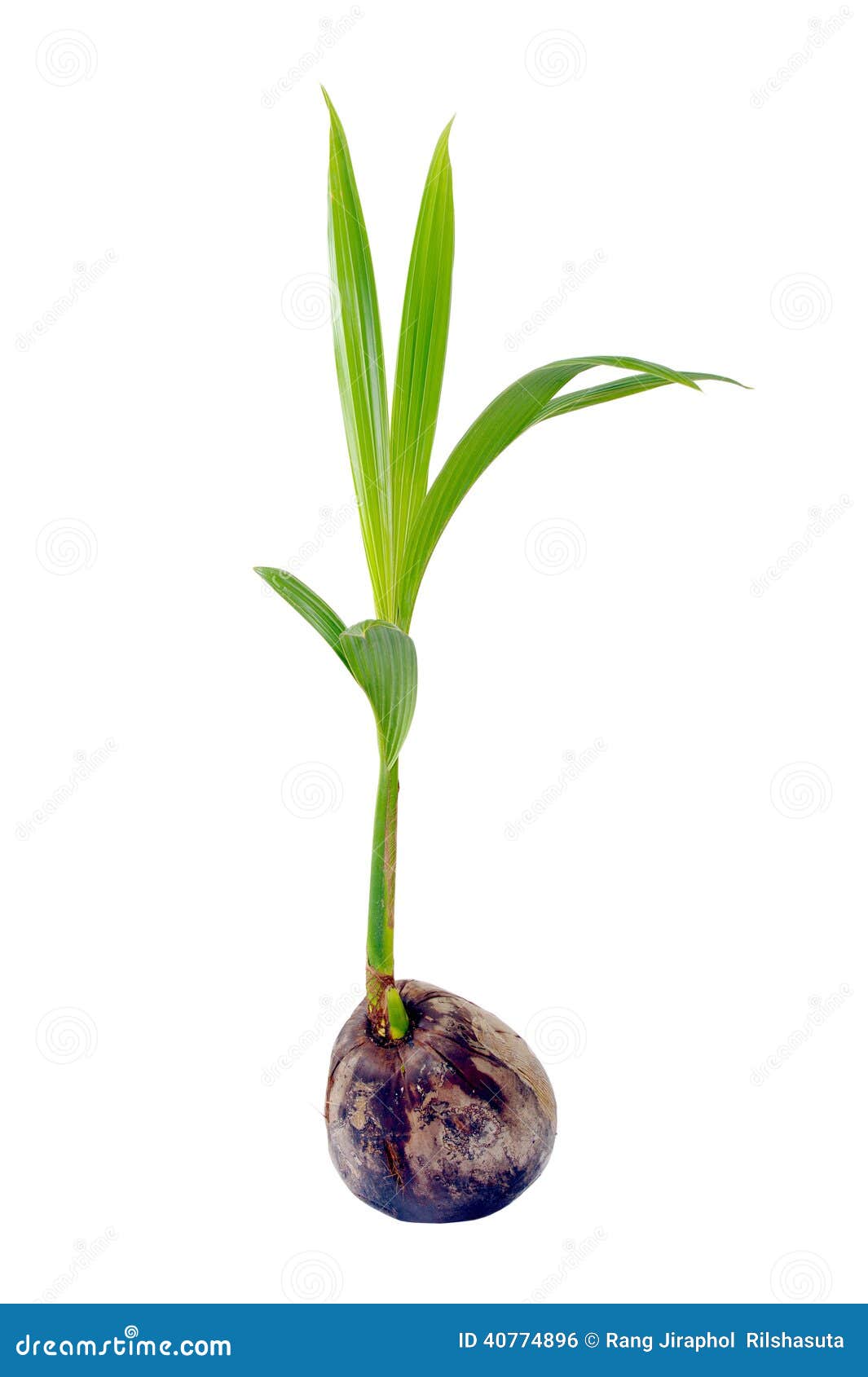 Sprout of coconut tree stock photo. Image of growth, fruit - 40774896