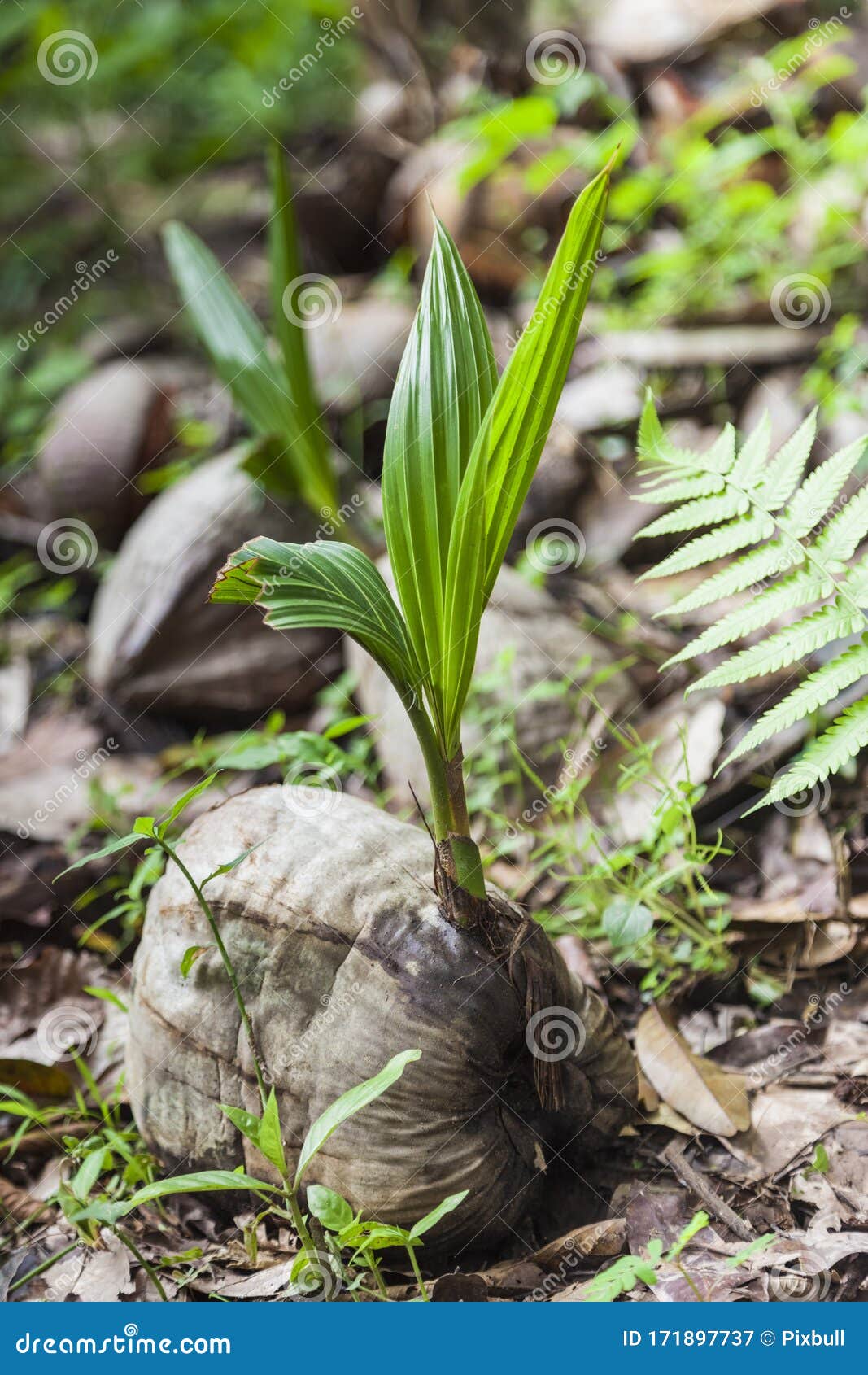 Sprout of Coconut Tree, Green Tender Leafs Stock Image - Image of path ...