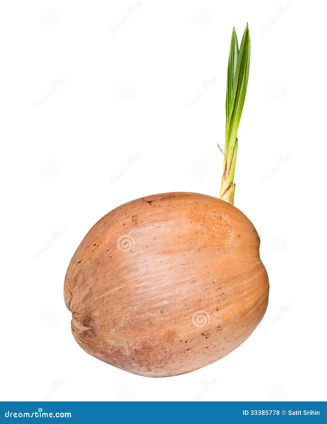 Sprout of coconut tree stock photo. Image of tropic, sprout - 33385778