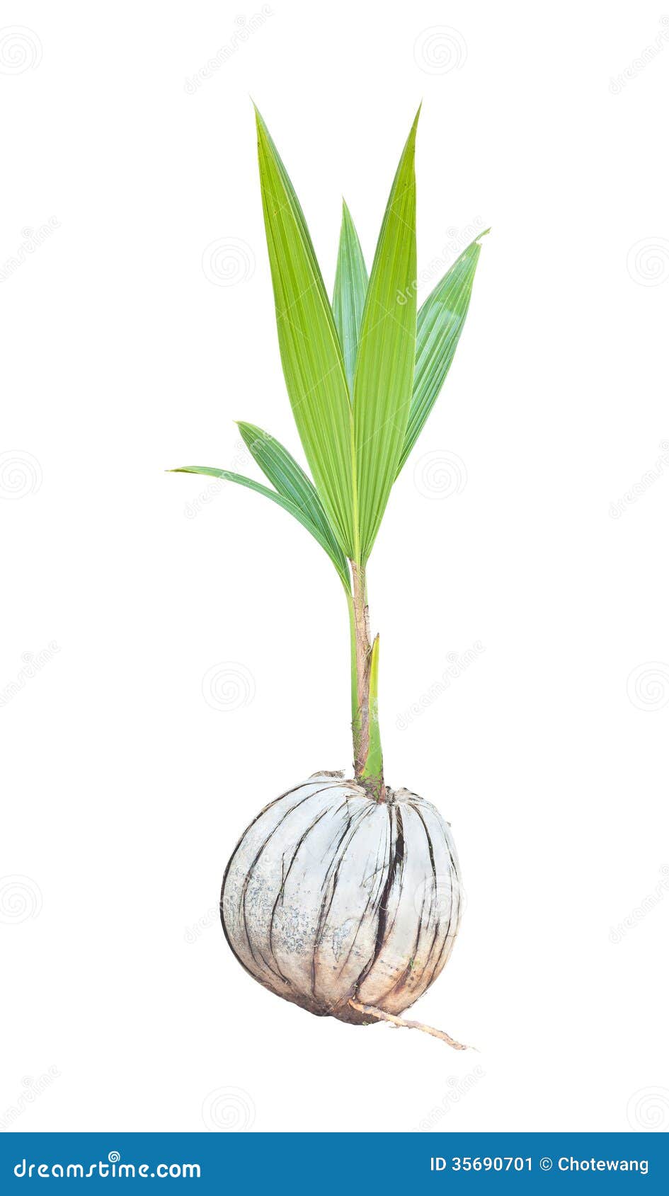 Sprout of coconut tree stock image. Image of coconut - 35690701