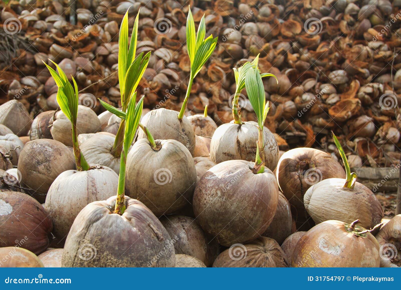 Sprout of coconut tree stock image. Image of growing - 31754797