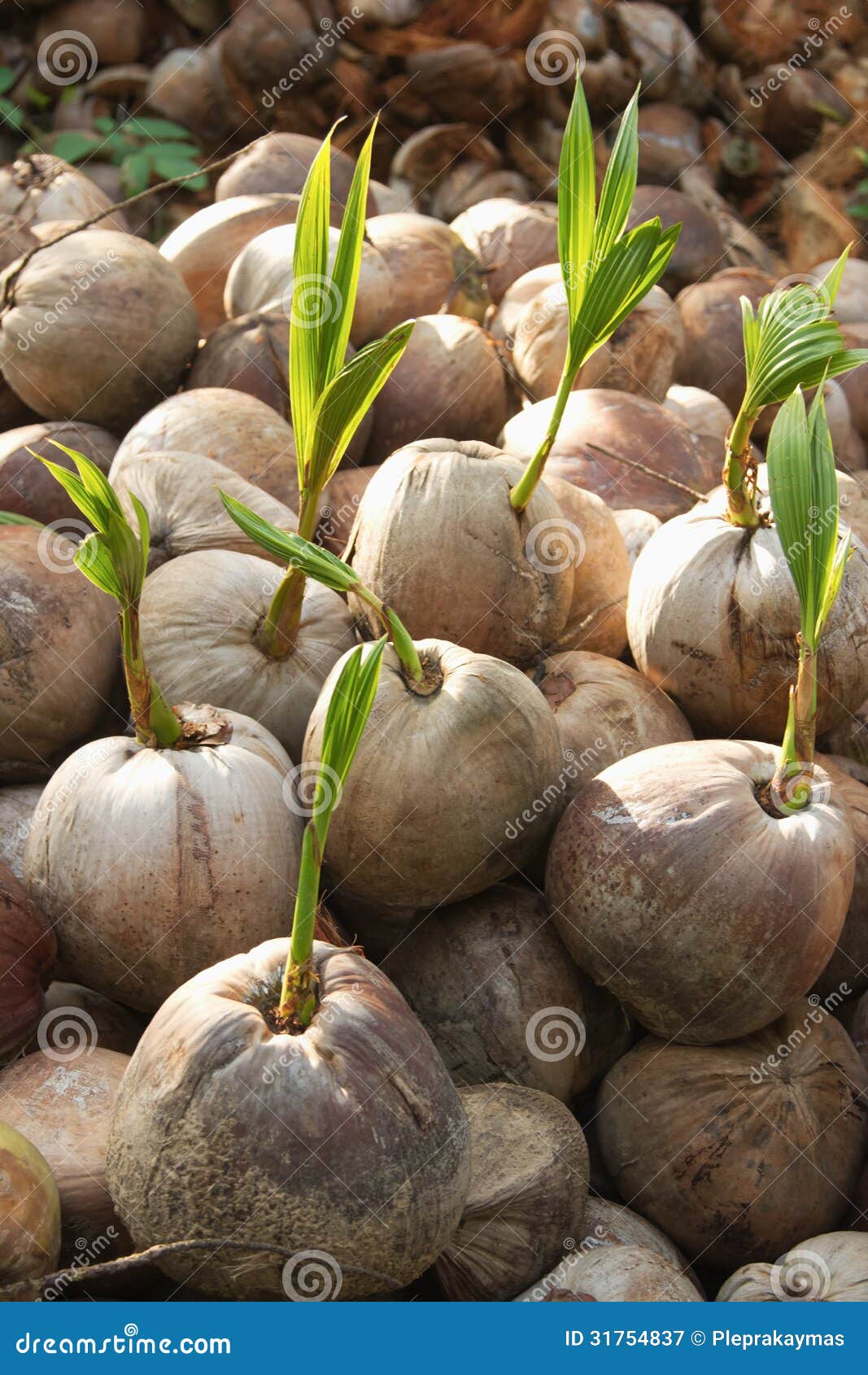 Sprout of coconut tree stock image. Image of growing - 31754837