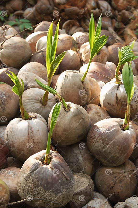 Sprout of coconut tree stock image. Image of growing - 31754837