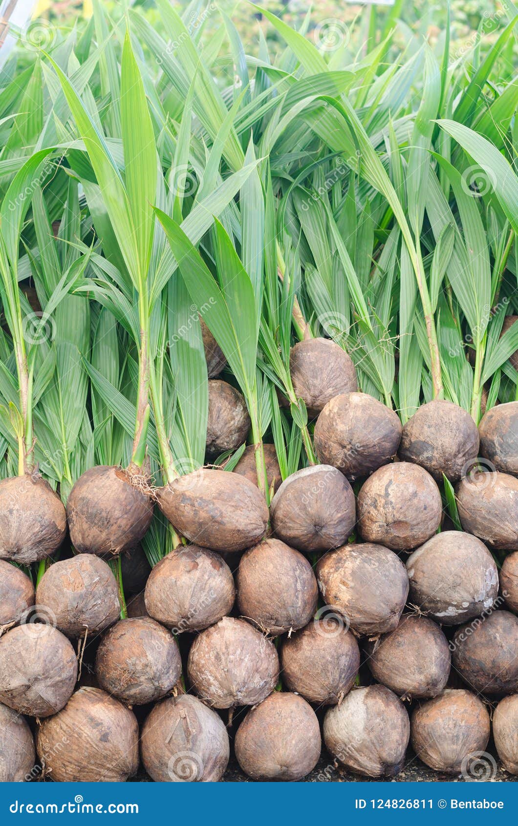 Sprout of Coconut Tree for Planting Stock Image - Image of fruit, green ...