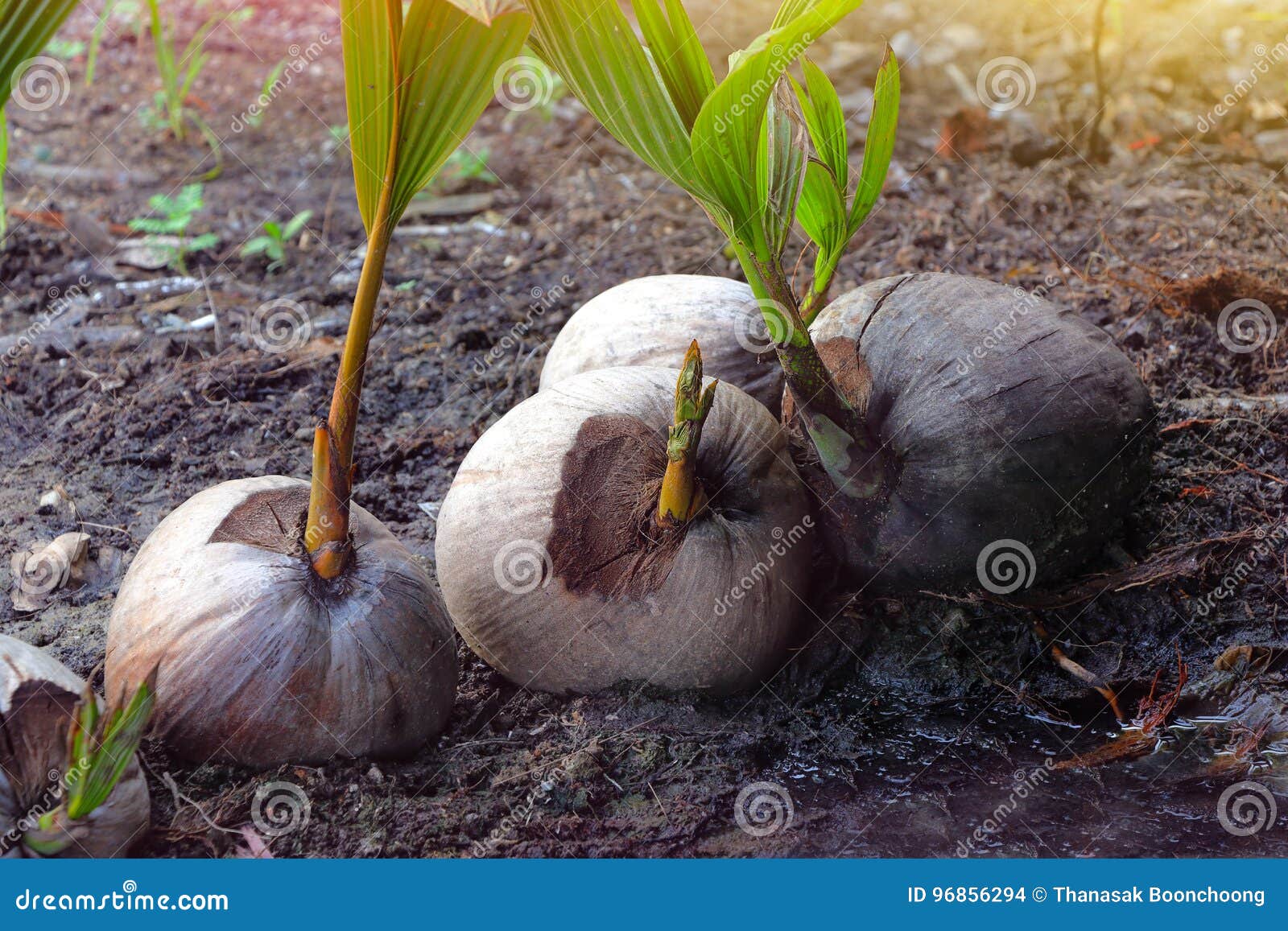 Sprout of coconut tree. stock photo. Image of palm, food - 96856294