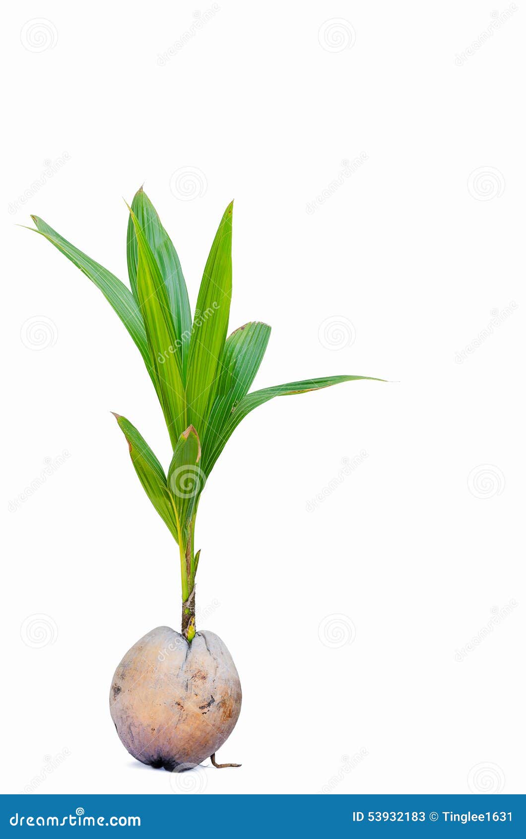 Sprout of coconut tree stock image. Image of seed, growing - 53932183