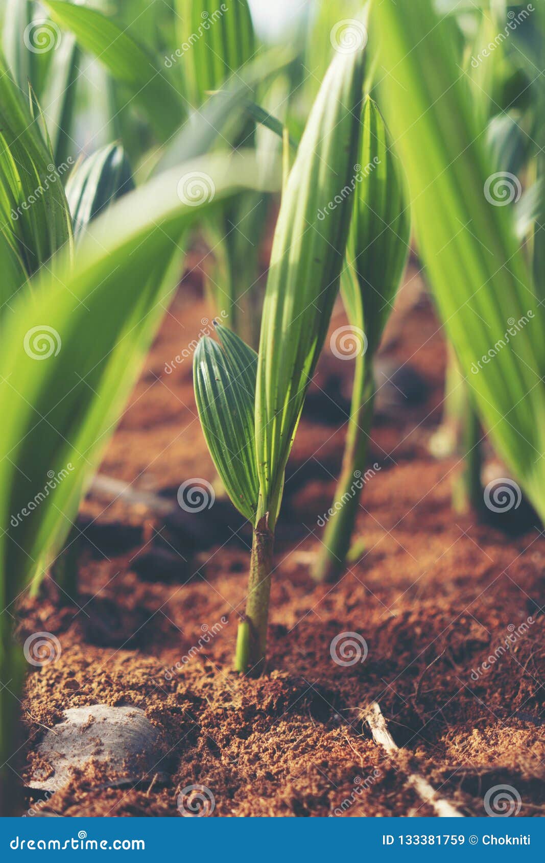 Sprout of Coconut Tree, Young Coconut Seed Germination Green Lea Stock ...