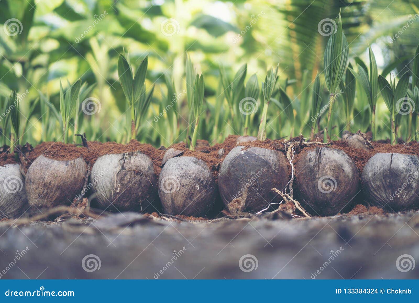 Sprout of Coconut Tree, Young Coconut Seed Germination Green Lea Stock ...