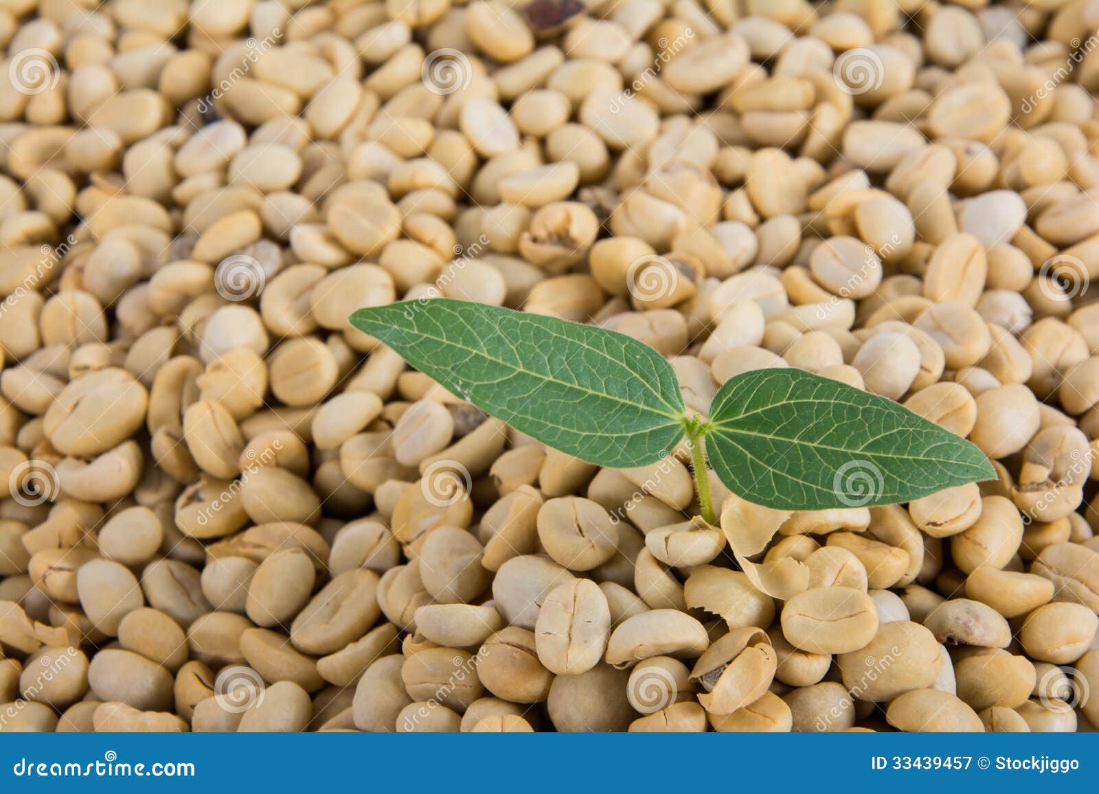Sprout Coffee Tree with Coffee Beans Stock Image - Image of plant ...